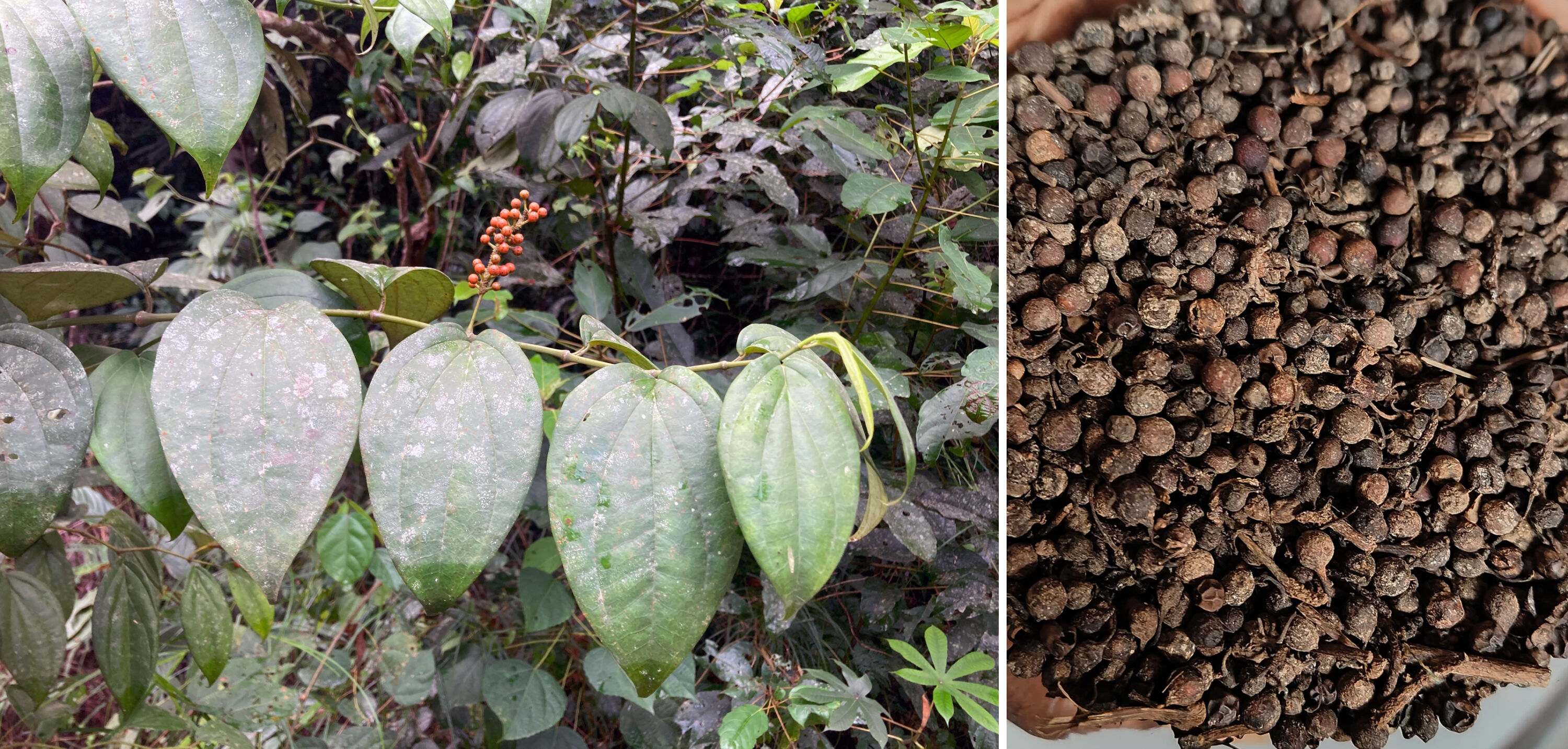 Pepper, The Long & The Short Of It ~ Raw Materials