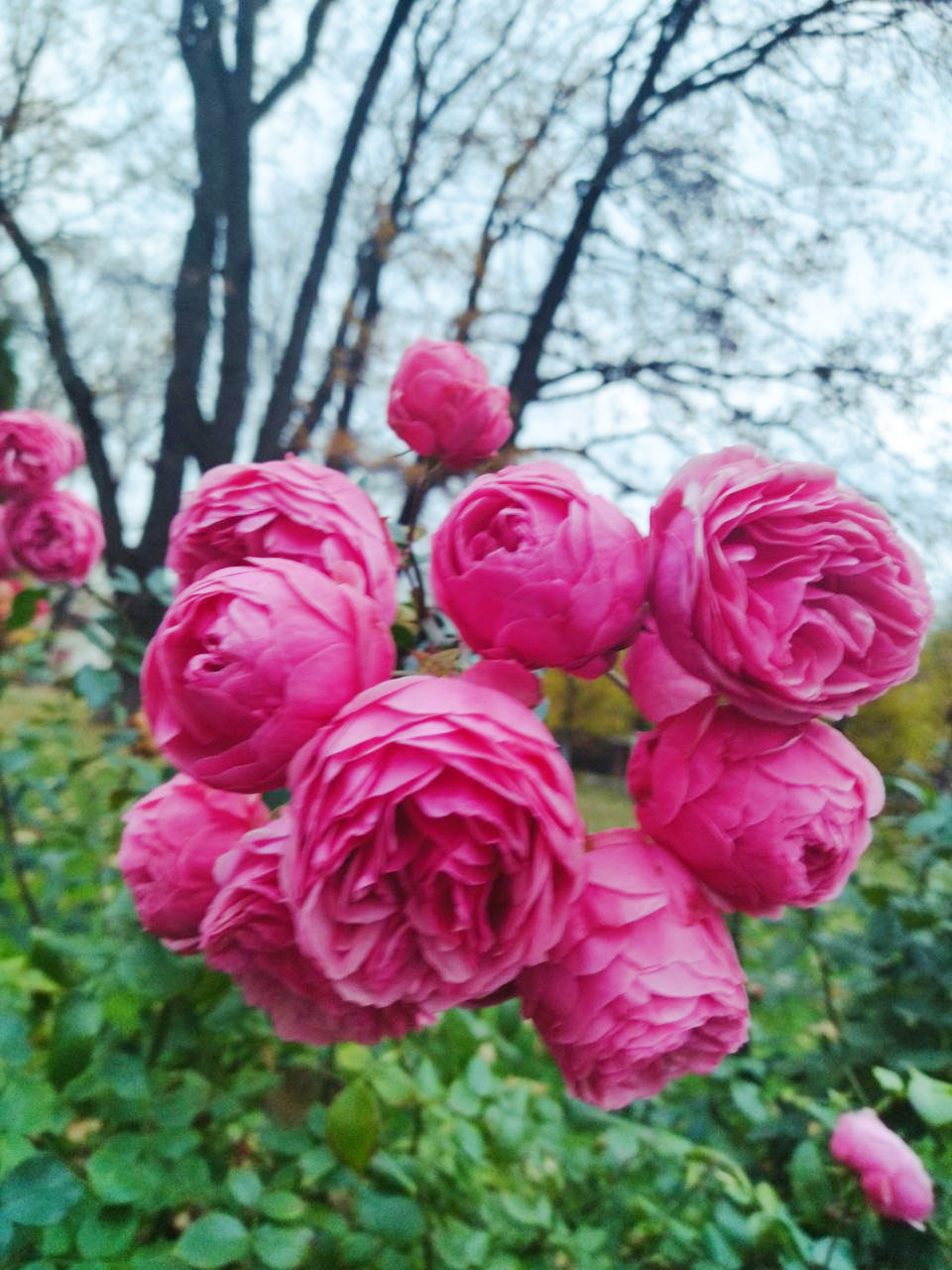SANE WITCH'S LITTLE ROSE GARDEN: LUCE DI ROSA ACQUA DI PARMA ...