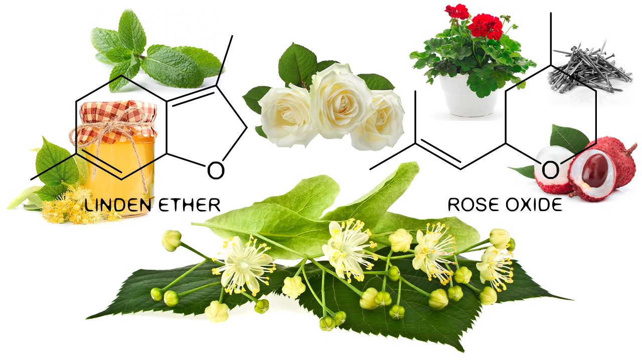 Unter den Linden: Linden Blossom in Perfumery ~ Raw Materials