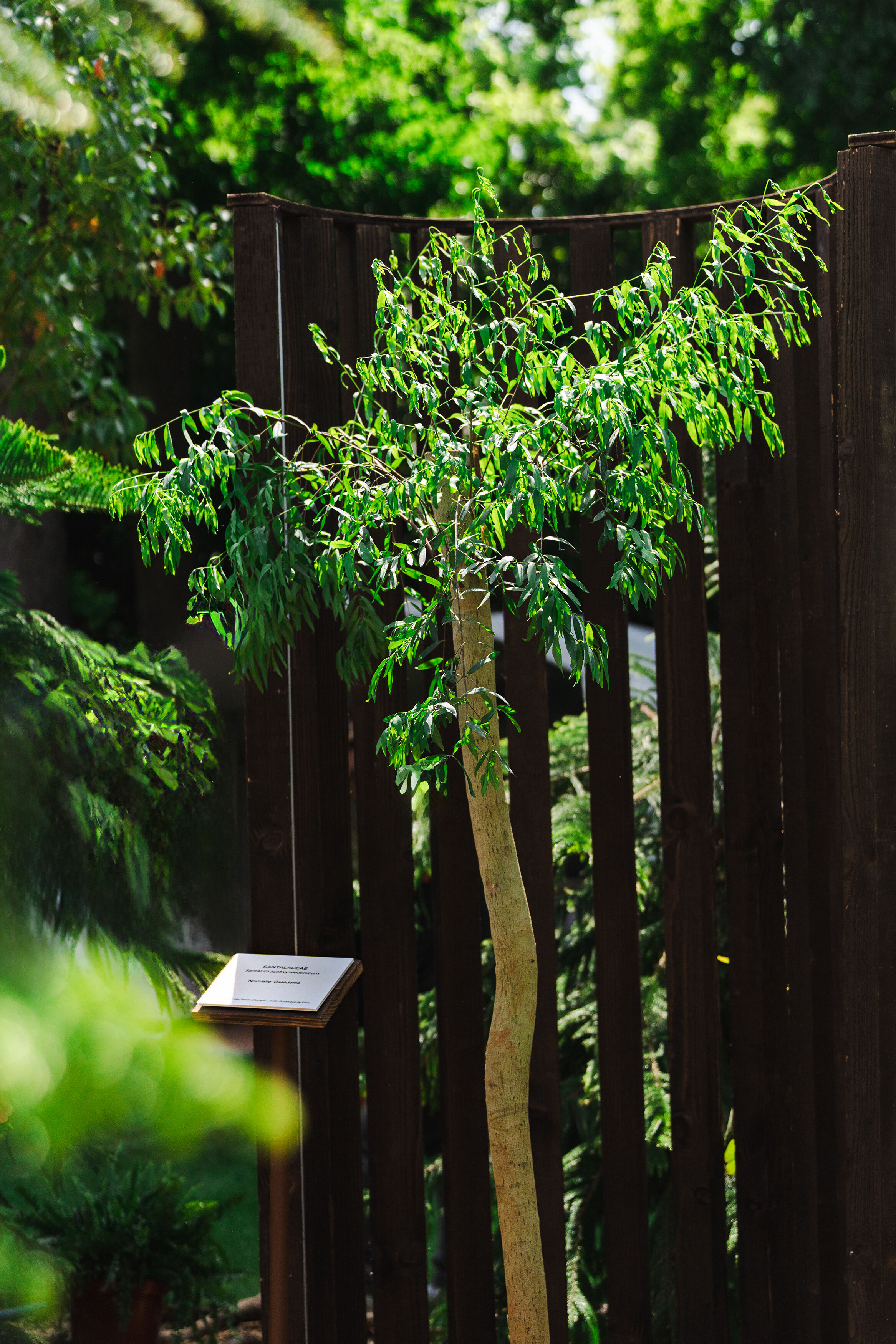 Exposición sobre el sándalo de Chanel, en el Parc de la Villa Windsor ...