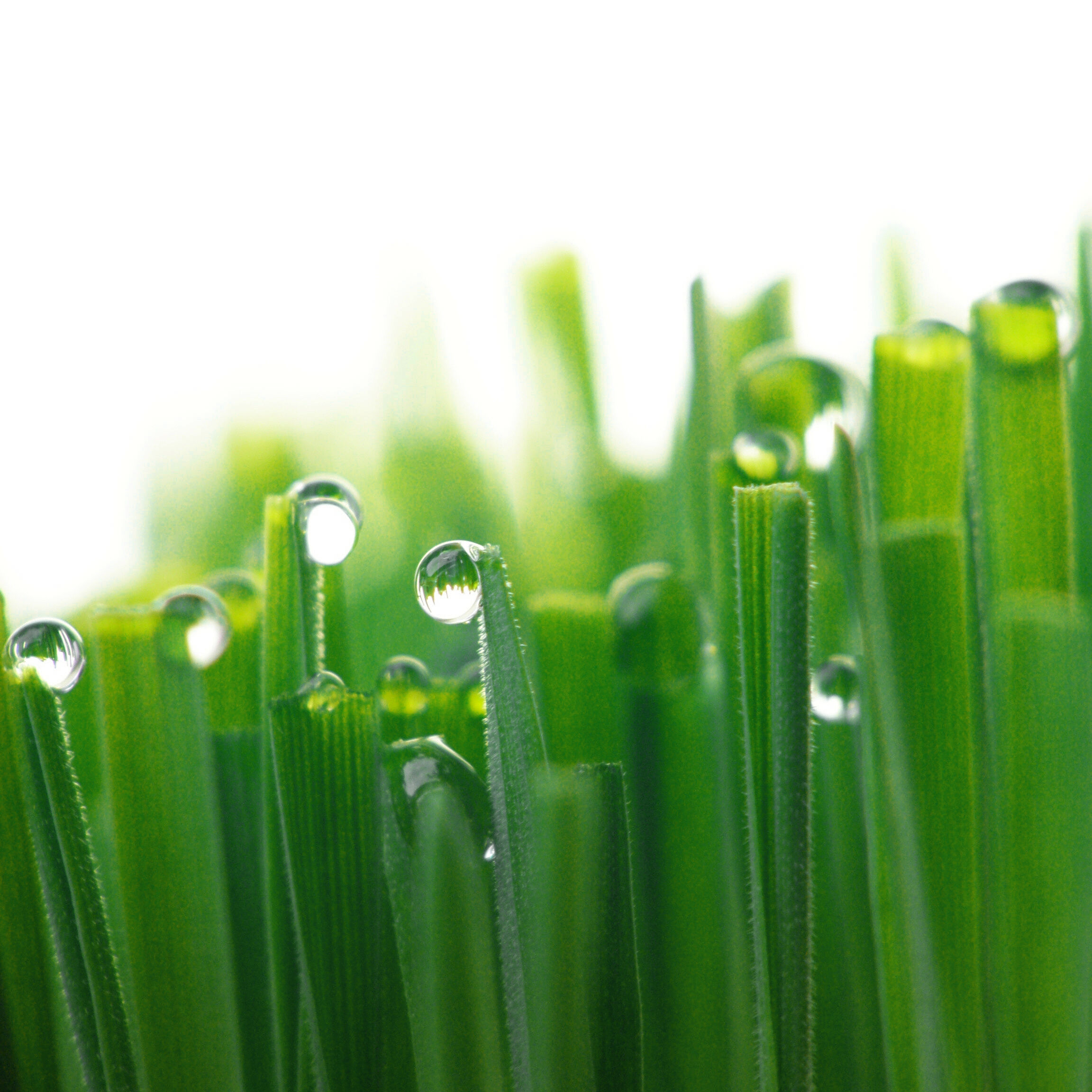 Superose by Les Eaux Primordiales: A Rose in Freshly Cut Grass ...