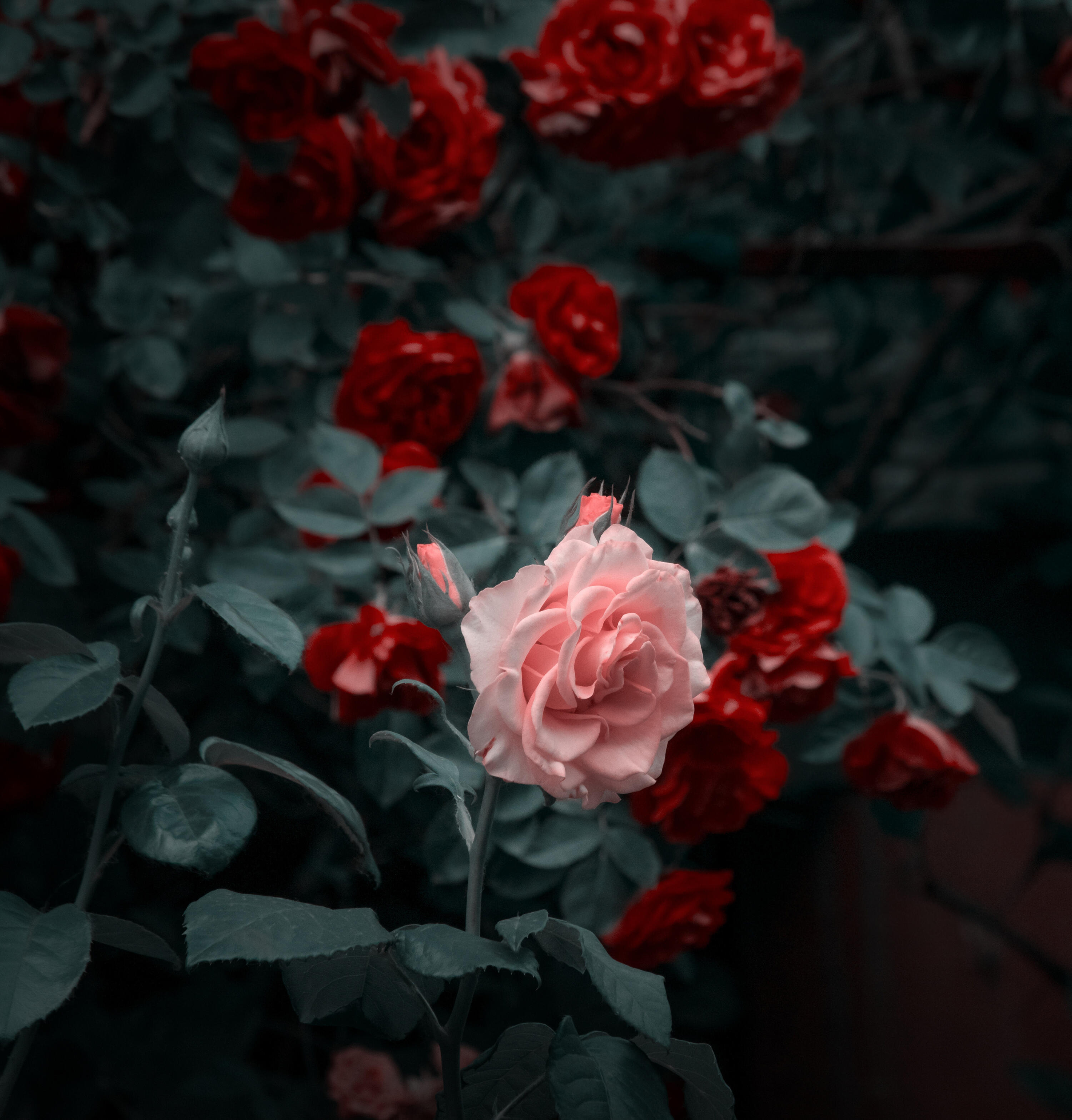 Tsu Lange Yor: Sage’s Rose, The Rose We Didn’t Know We Needed ...