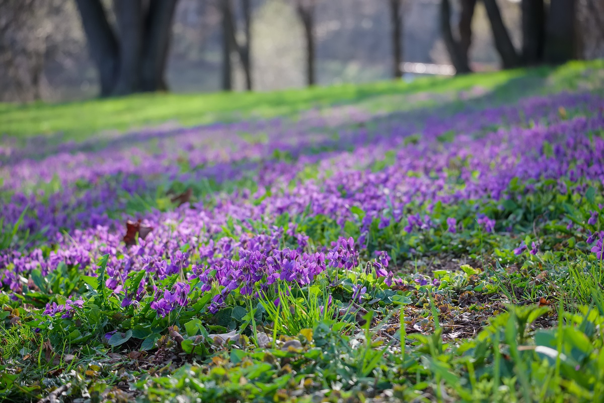 Violette Volynka Hermès: The Violet of My Dreams ~ Fragrance Reviews