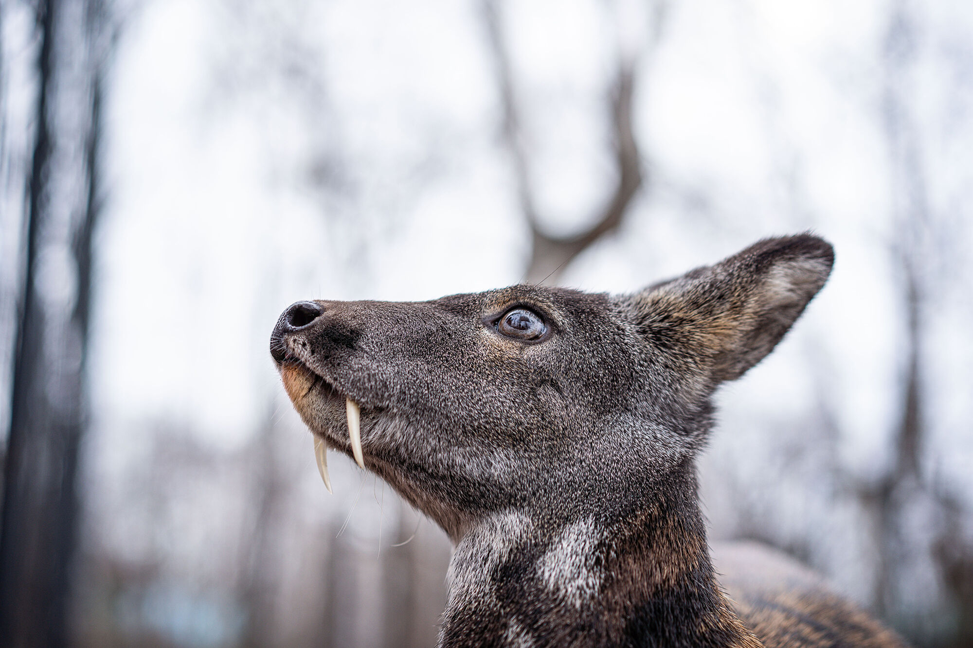 Un tema controversial: ¡Eres un animal! ~ Columnas