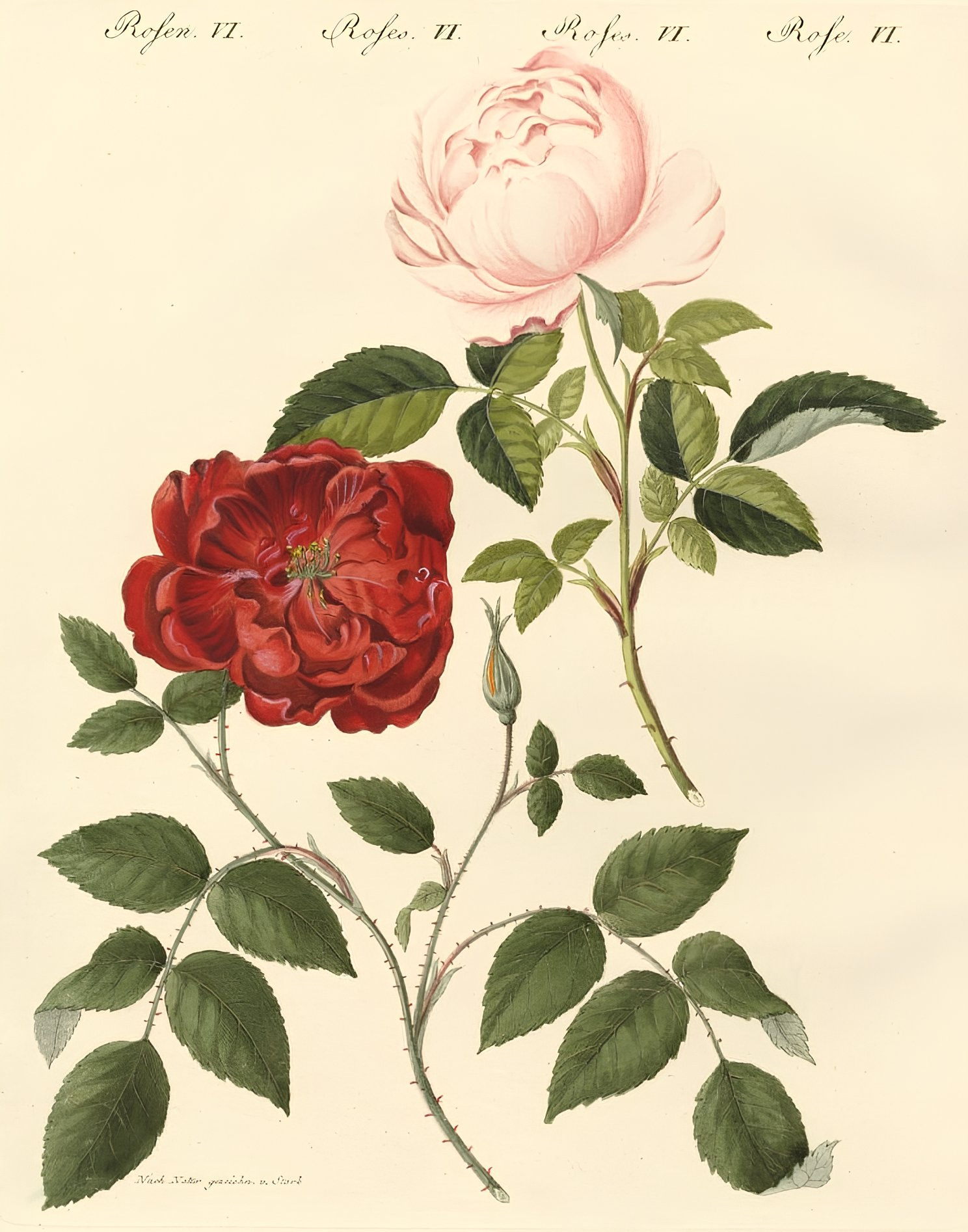 The Lover by Fukudo: The Ever‑Blooming Rose ~ Columns