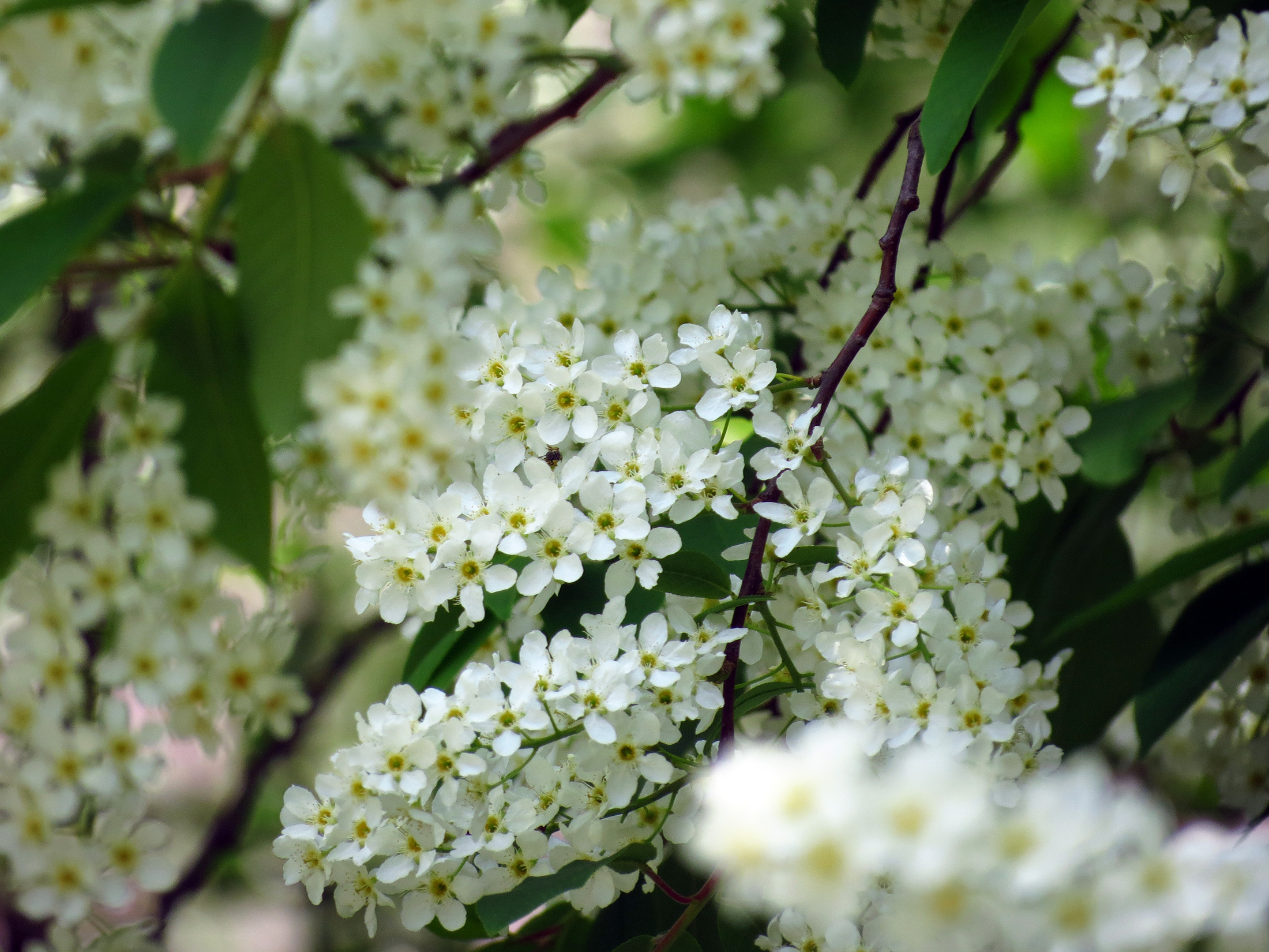 Bird Cherry, Acetophenone, and Tear Gas ~ Columns