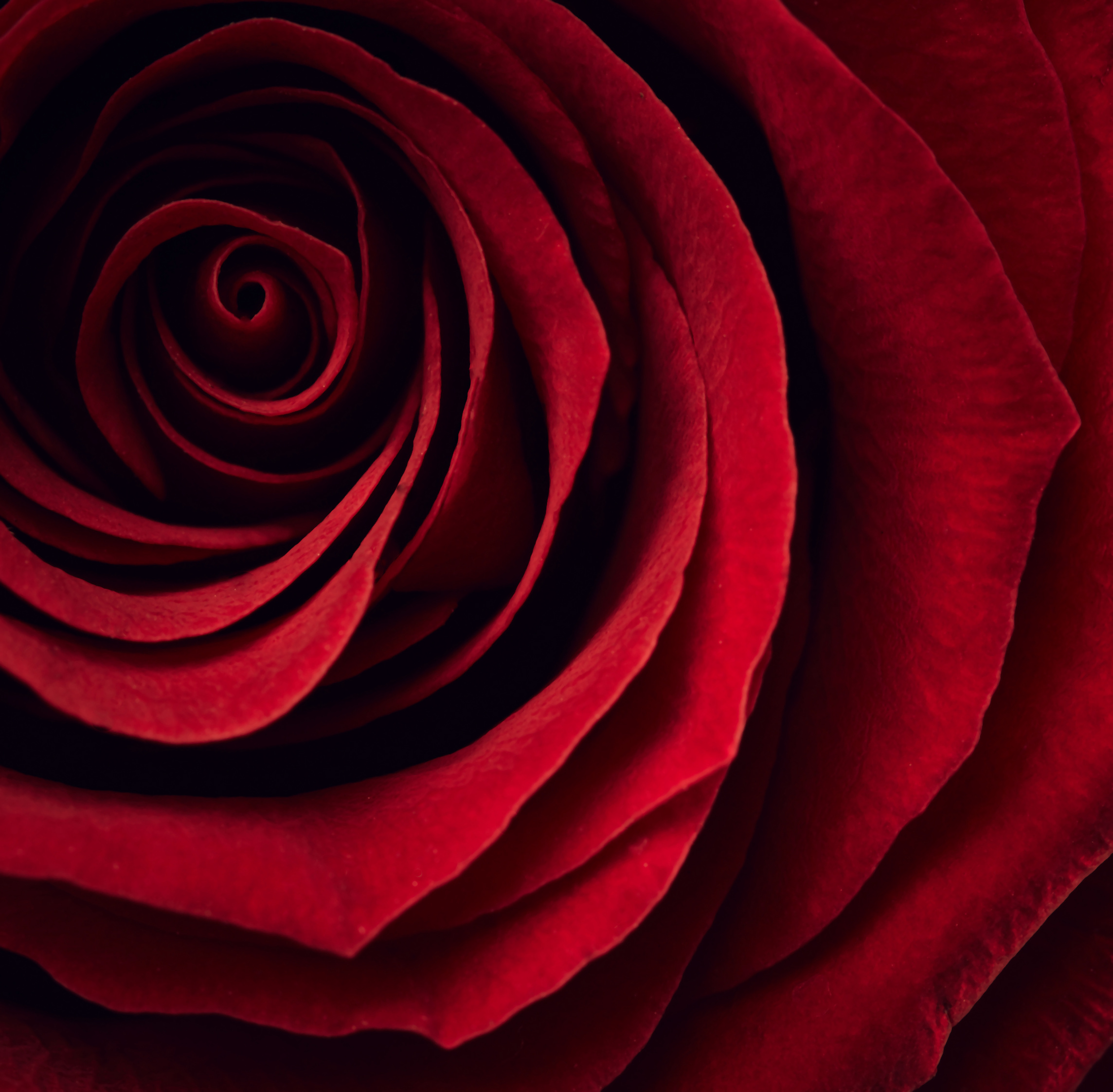 Sane Witch’s Little Rose Garden: A Special Prize Goes To… Damask Haus ...