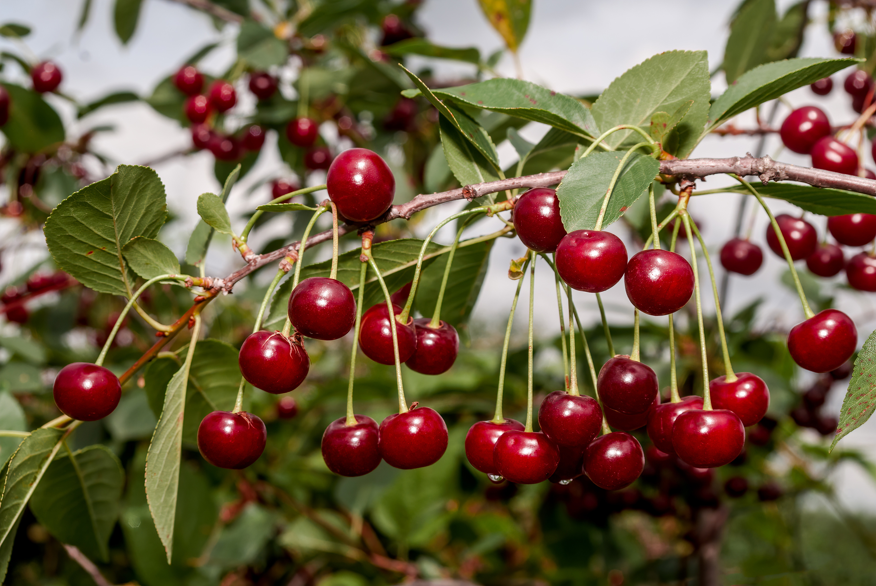 Sour Cherry vs Sweet Cherry ~ Aroma Chemistry