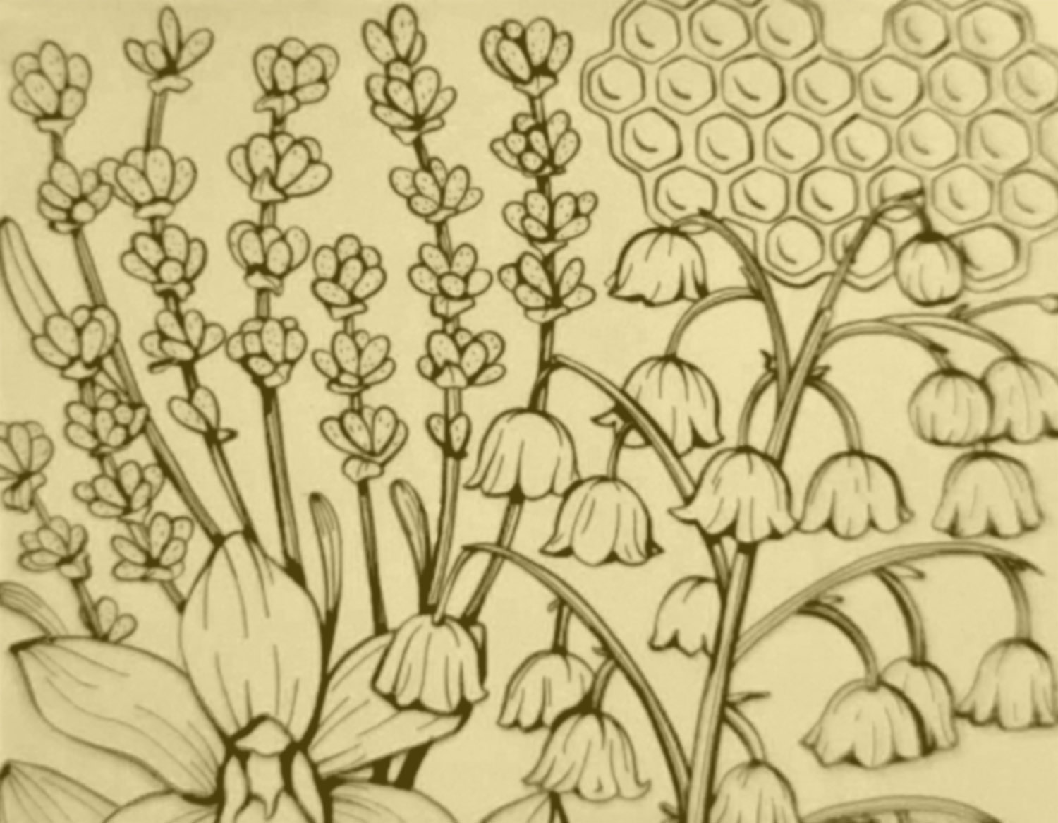 Blooming Amber: Debut Perfume from Frederico Parfums ~ Fragrance Reviews