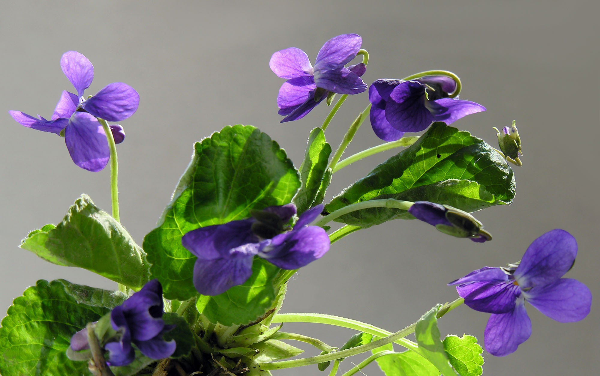Parfums Valois and the Archeology of Violette ~ Fragrances and Cultures
