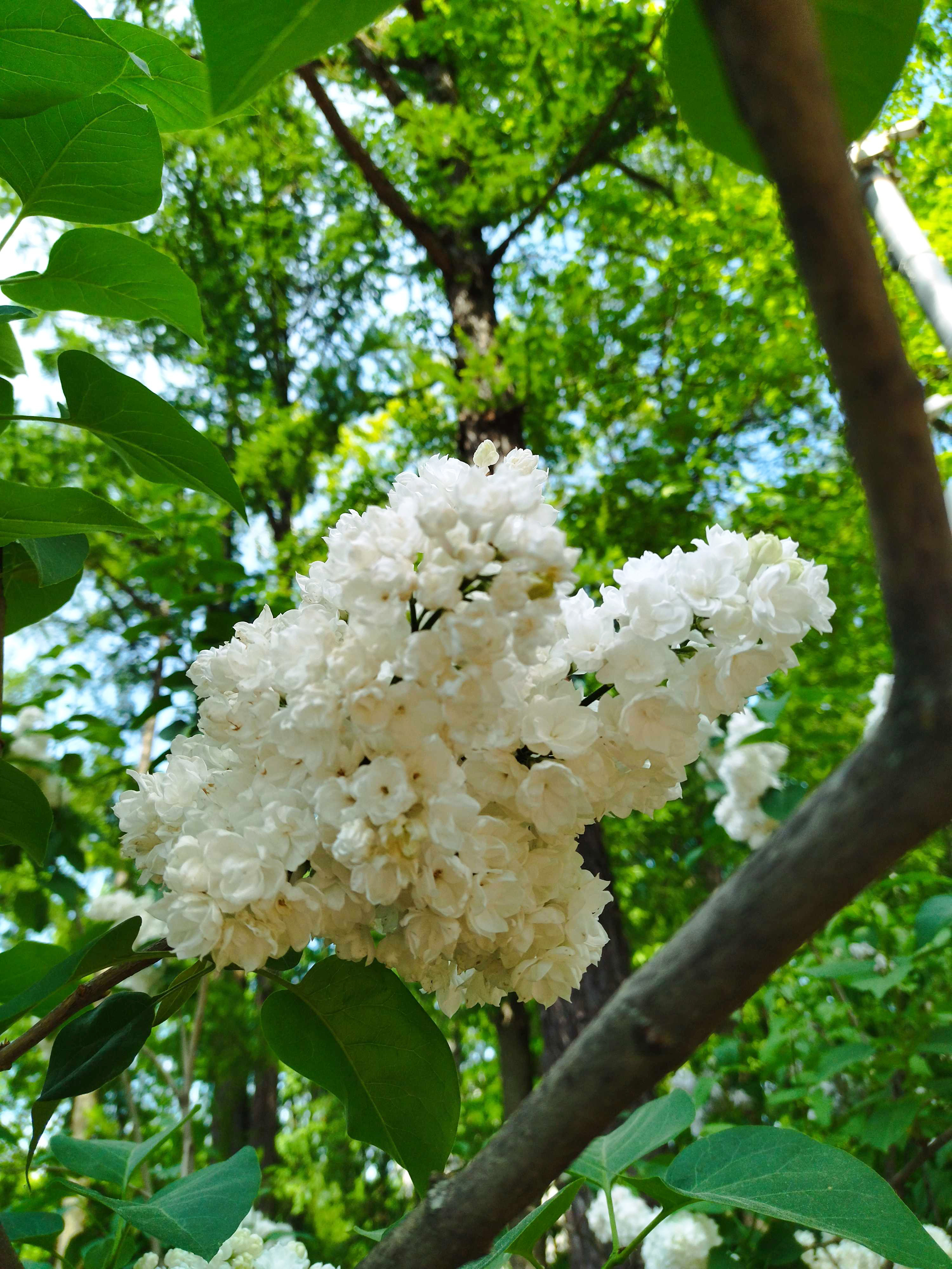 NOT ABOUT PERFUMES: THE OMINOUS AND JOYFUL LILAC ~ Columns