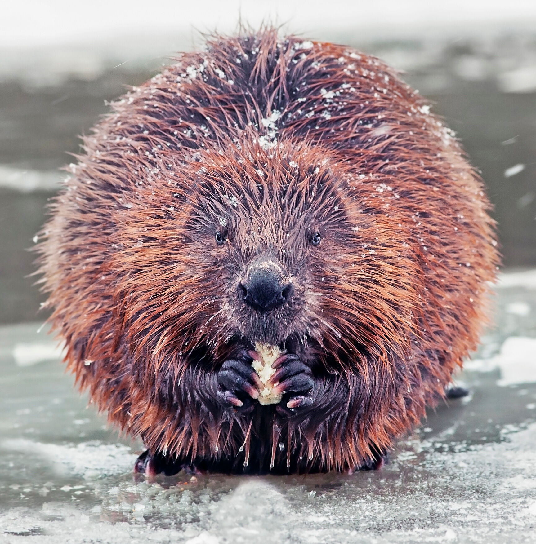 А У ВАС ЕСТЬ ДУХИ ДЛЯ БЛИЖАЙШЕГО ПОЛНОЛУНИЯ? «BEAVER MOON» SCENT ...