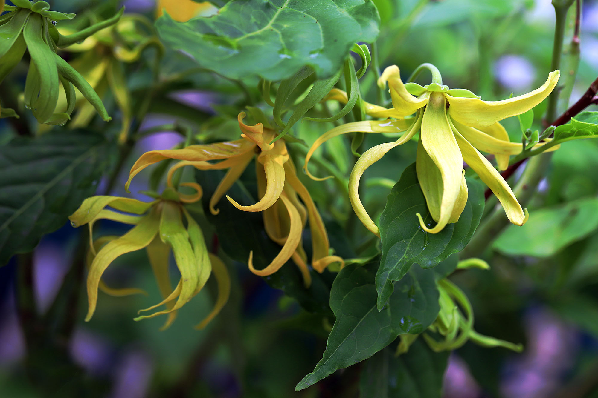 O, Wilderness: Ylang-Ylang in Perfume ~ Fragrance News