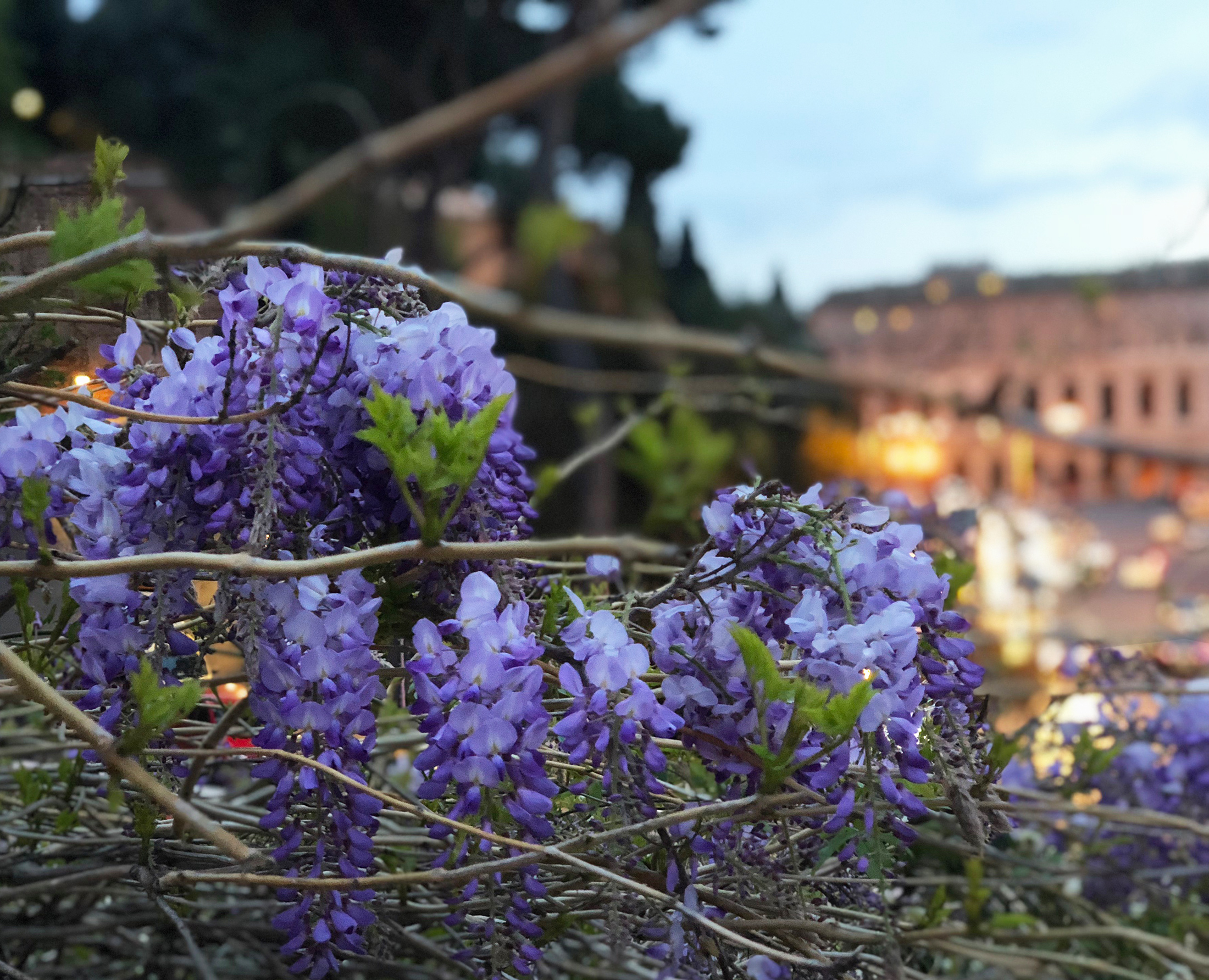 Wisteria Aerin – Για τους λάτρεις των ρεαλιστικών λουλουδάτων αρωμάτων ...
