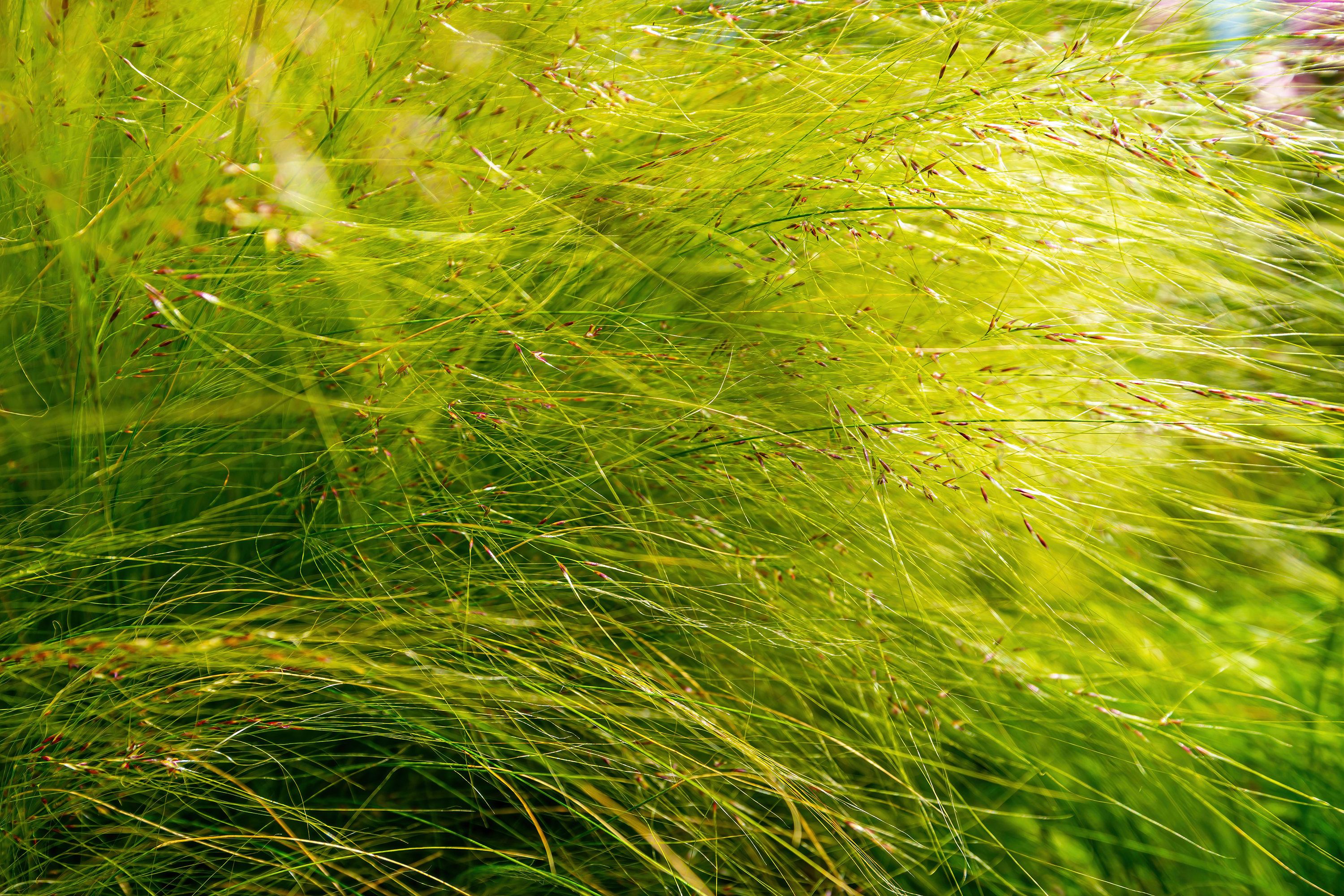Vetiver Supreme de Kismet Olfactive: La hierba más preeminente de la ...