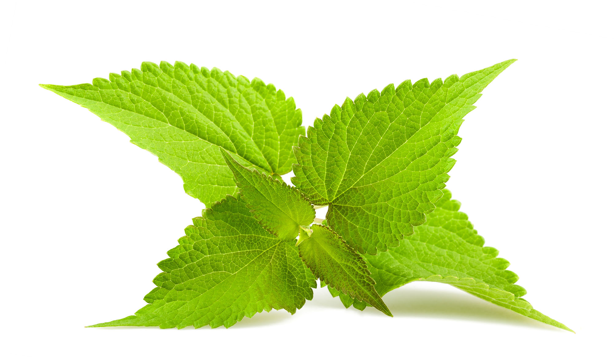 Aftelier Presents a New Green-Centered Fragrance, Joie de Vert ...