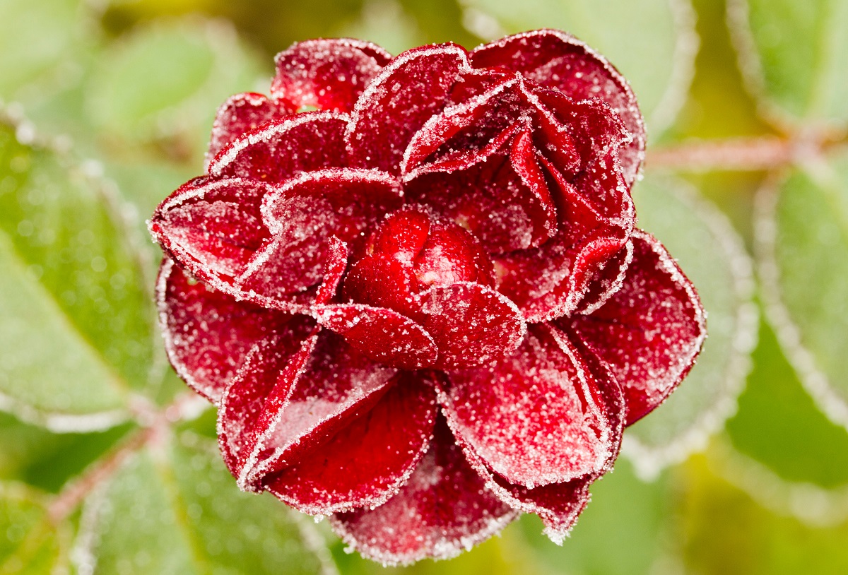 Parfum d'Hermès and Rouge Hermès: Snowy Roses of the Past and Present ...