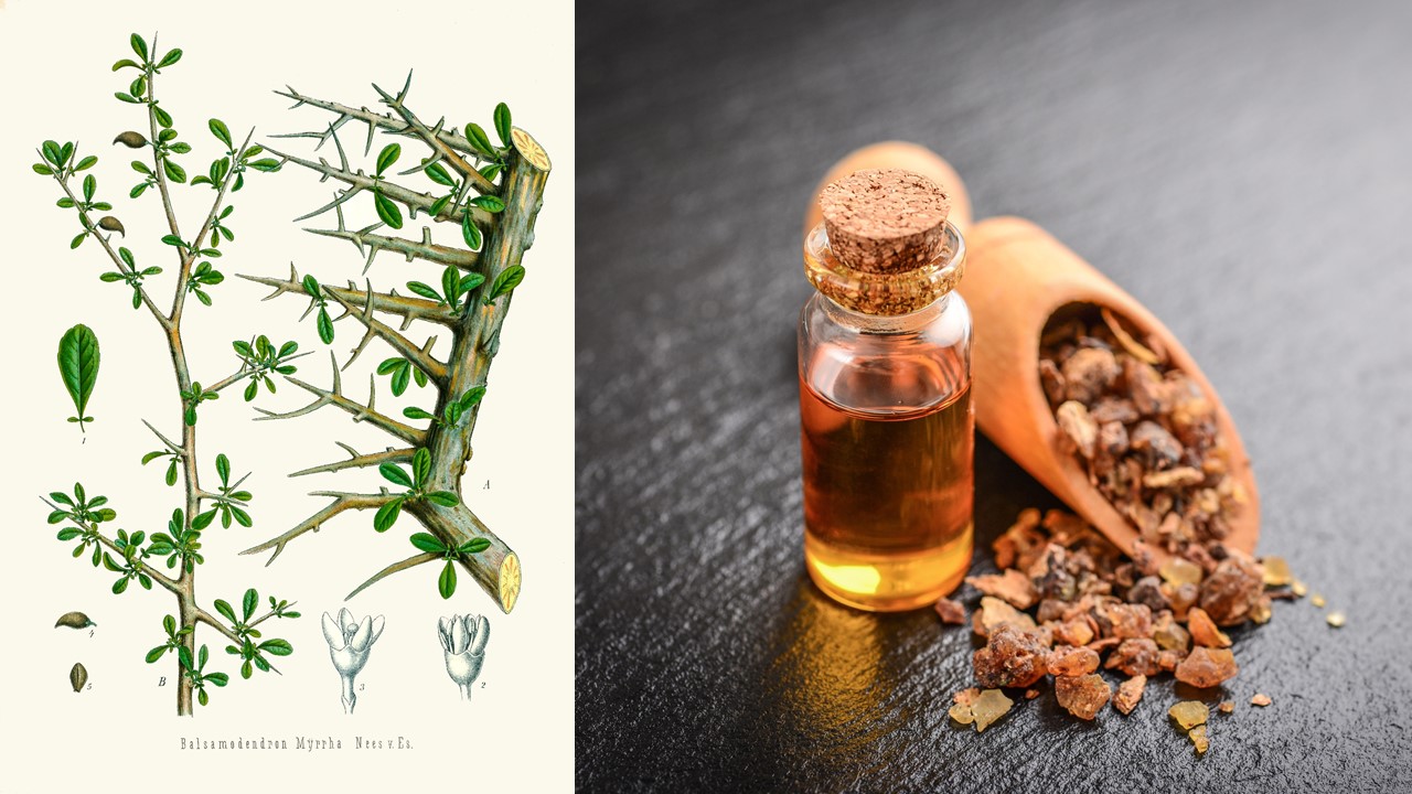 Myrrh – Bitter and Sweet, Vanilla and Mushroom ~ Raw Materials