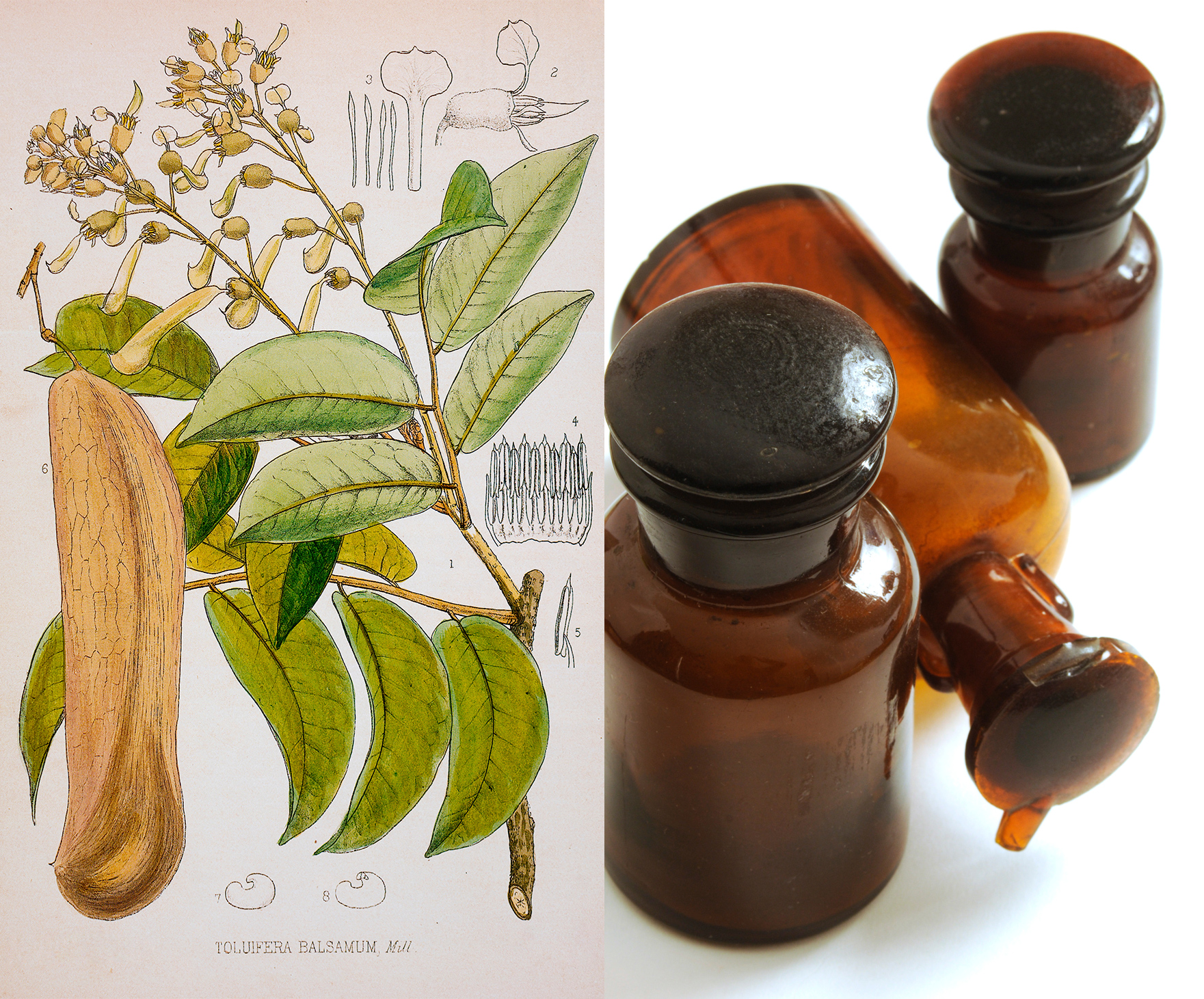 Ormonde Jayne Tolu - Opulence and Comfort ~ Fragrance Reviews