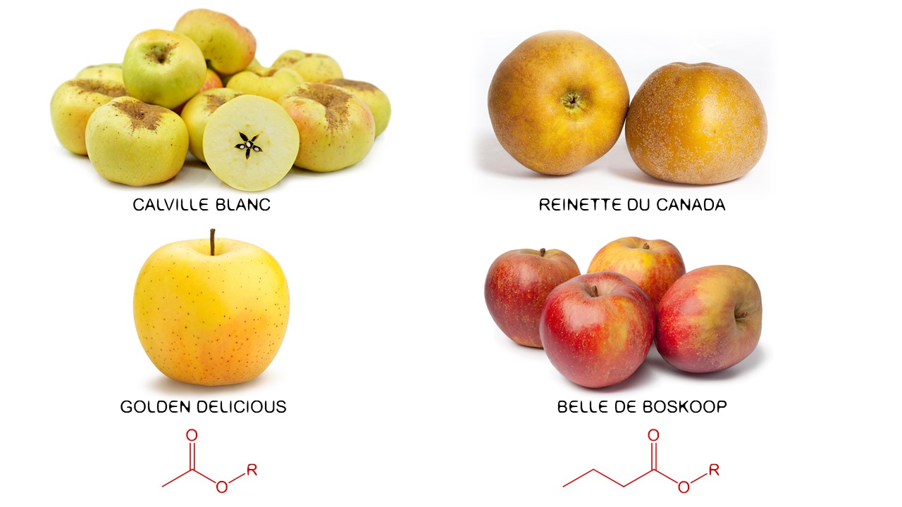 Green, Red, Sweet & Sour Apples in Perfumes ~ Raw Materials