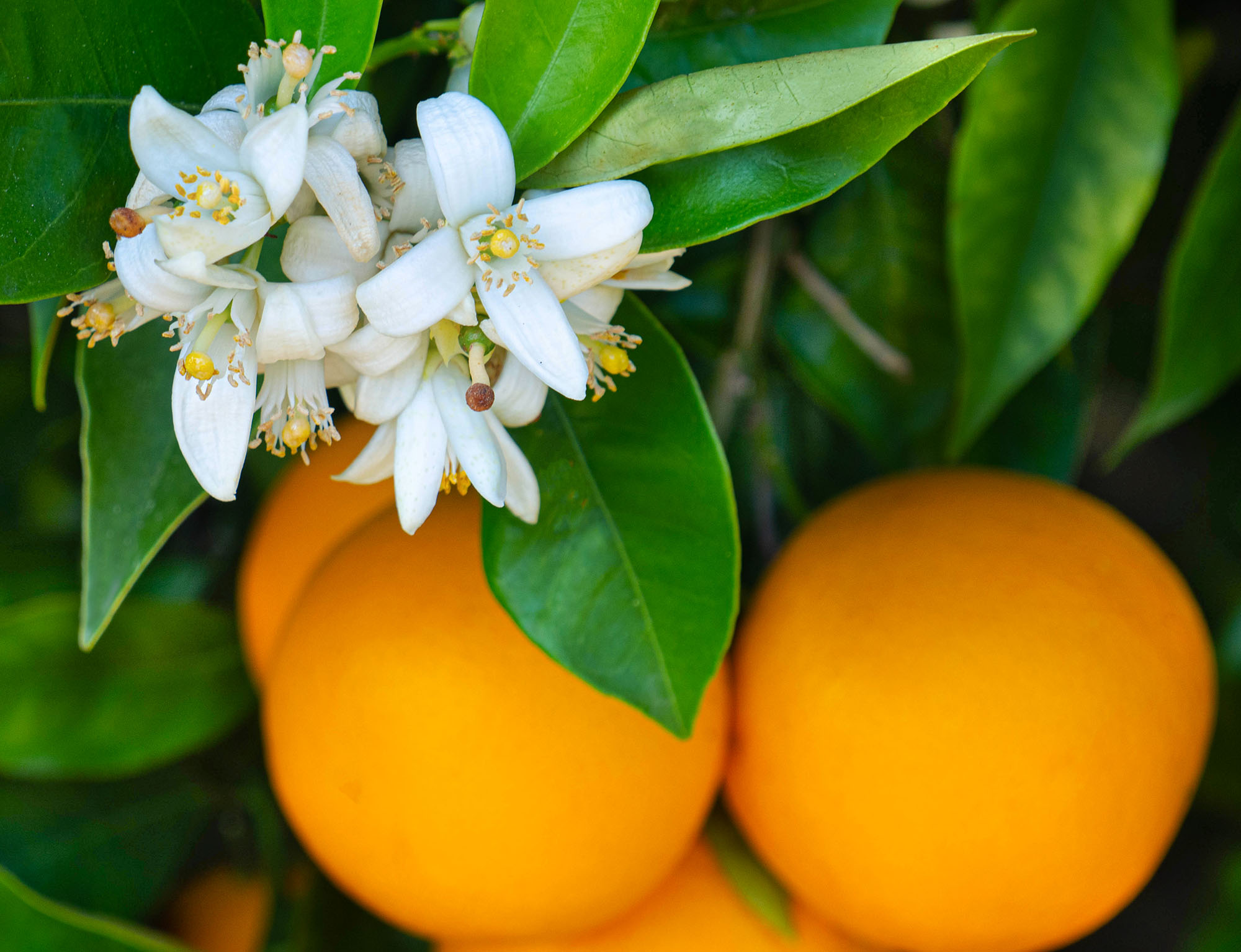 Perfumes of Thanksgiving ~ Fragrance Reviews