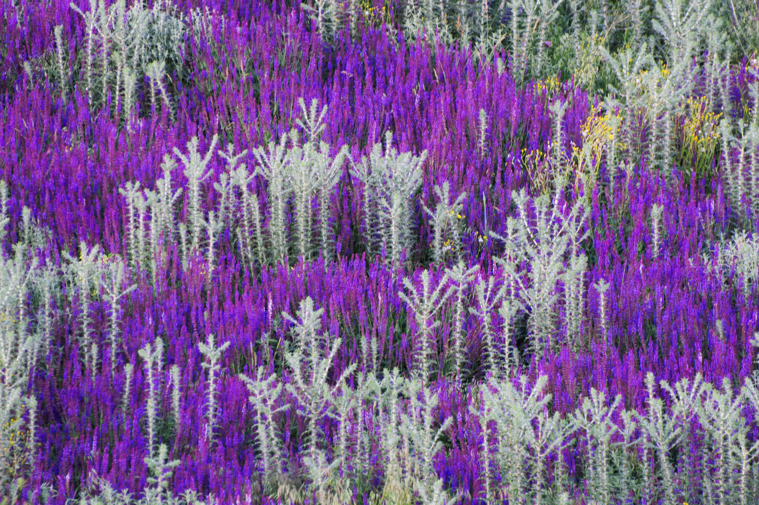 Memoir Man di Amouage: La Stella Chiamata Assenzio ~ Recensioni Editoriali