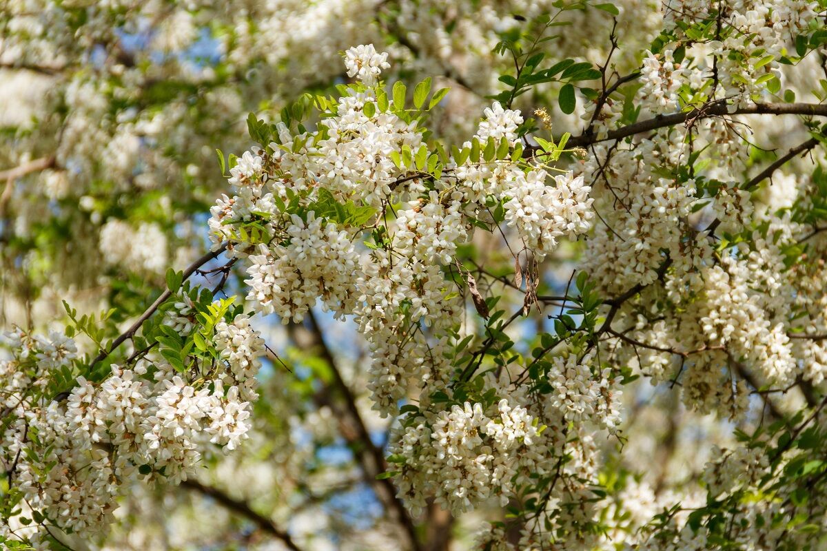 Arkano delle Stelle di V Canto: Fiori di Acacia Profumata ~ Recensioni ...