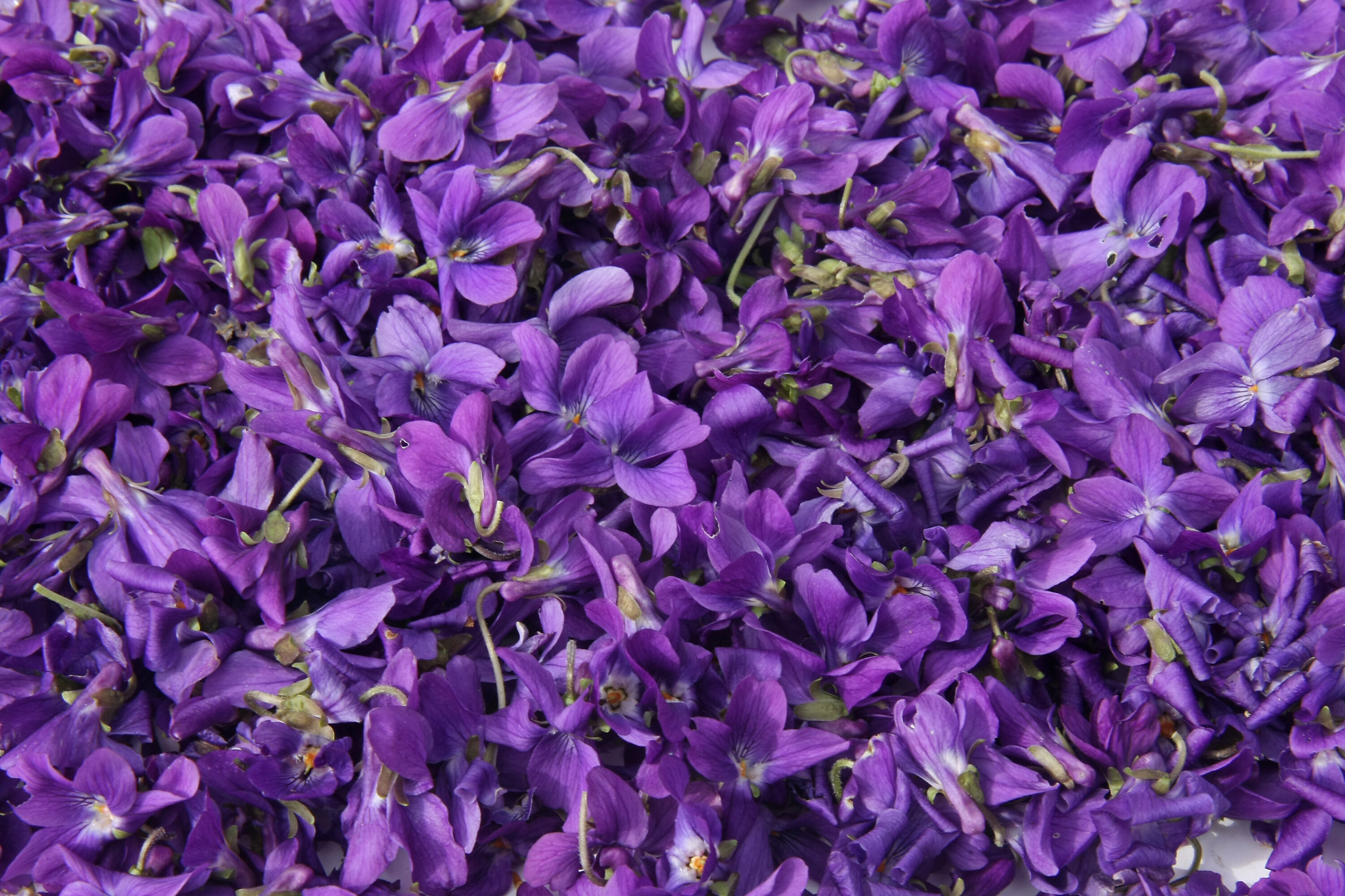 Le Jardin Retrouve Violette Kew vs History Parfums French Violet ...