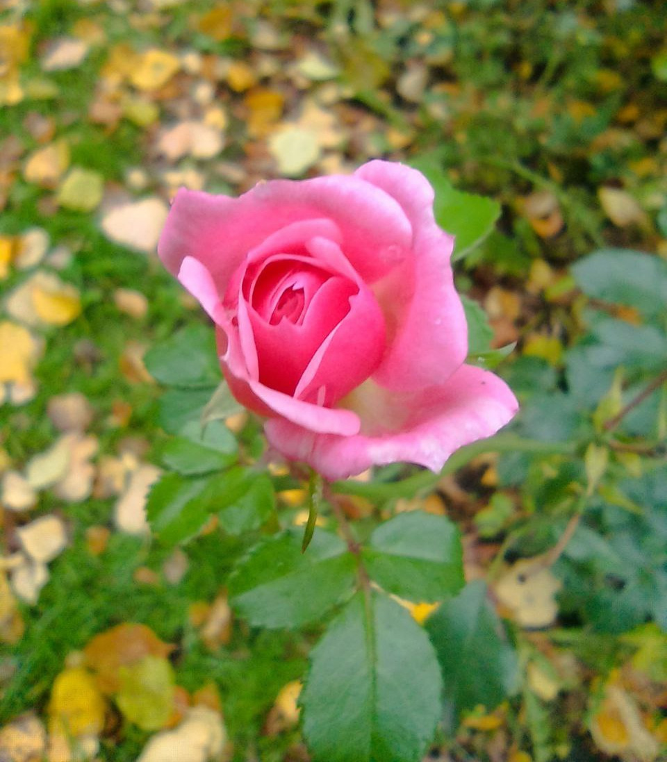 SANE WITCH'S LITTLE ROSE GARDEN: LUCE DI ROSA ACQUA DI PARMA ...