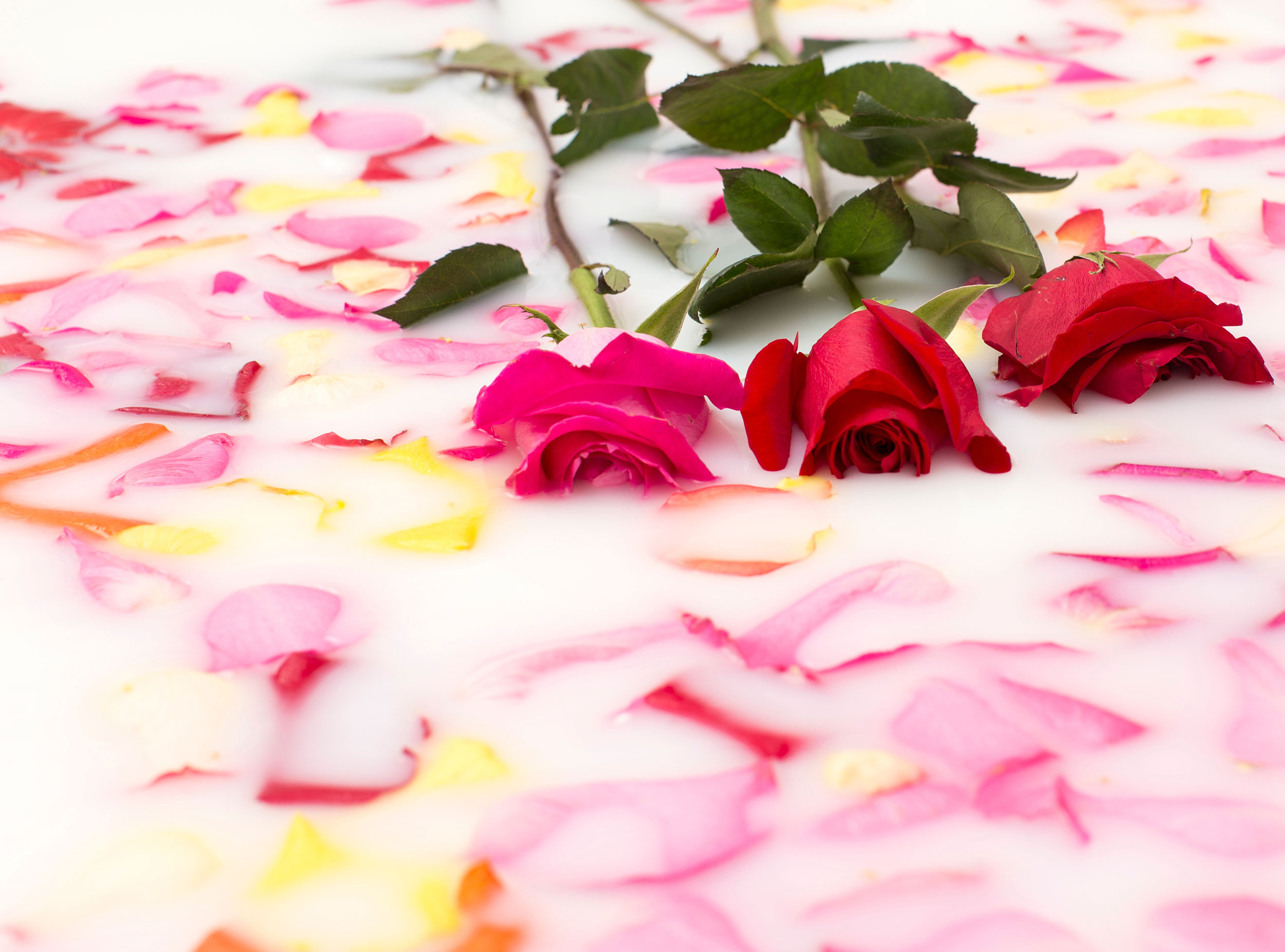 In Praise of Milk: Perfumes That Comfort and Seduce ~ Columns