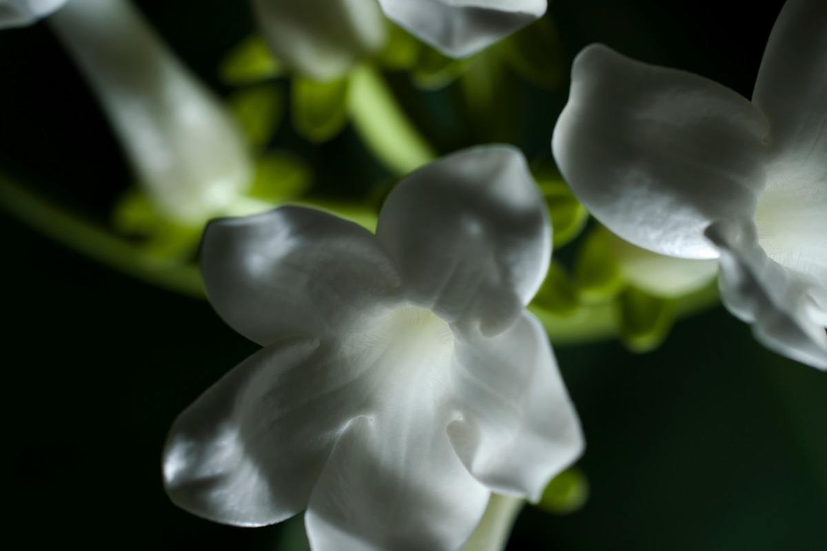 Textures Collection by Scent Hunters: Dangerous Flowers and Vintage ...