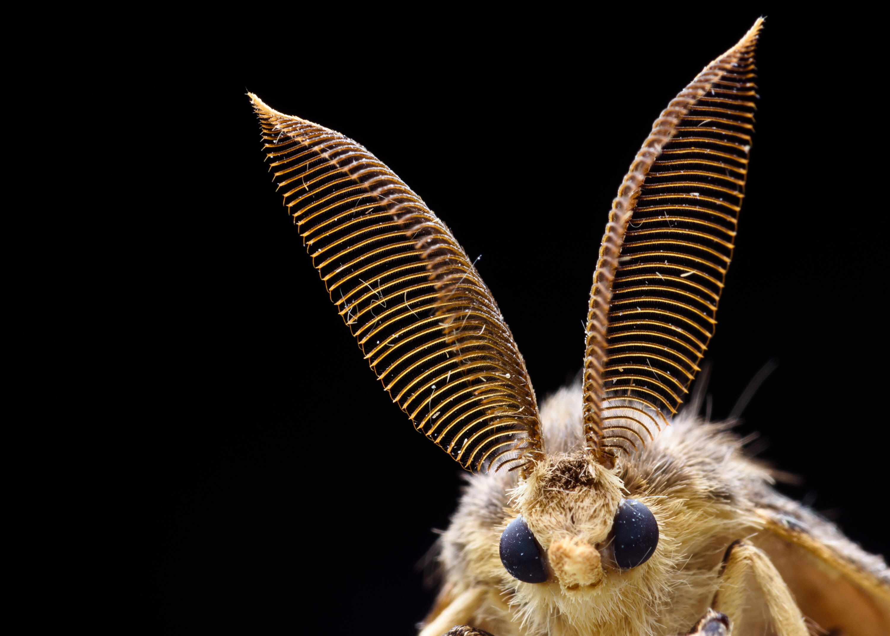 Zoologist Perfumes Moth: Screwball Spicy Amber With A Cherry Side ...