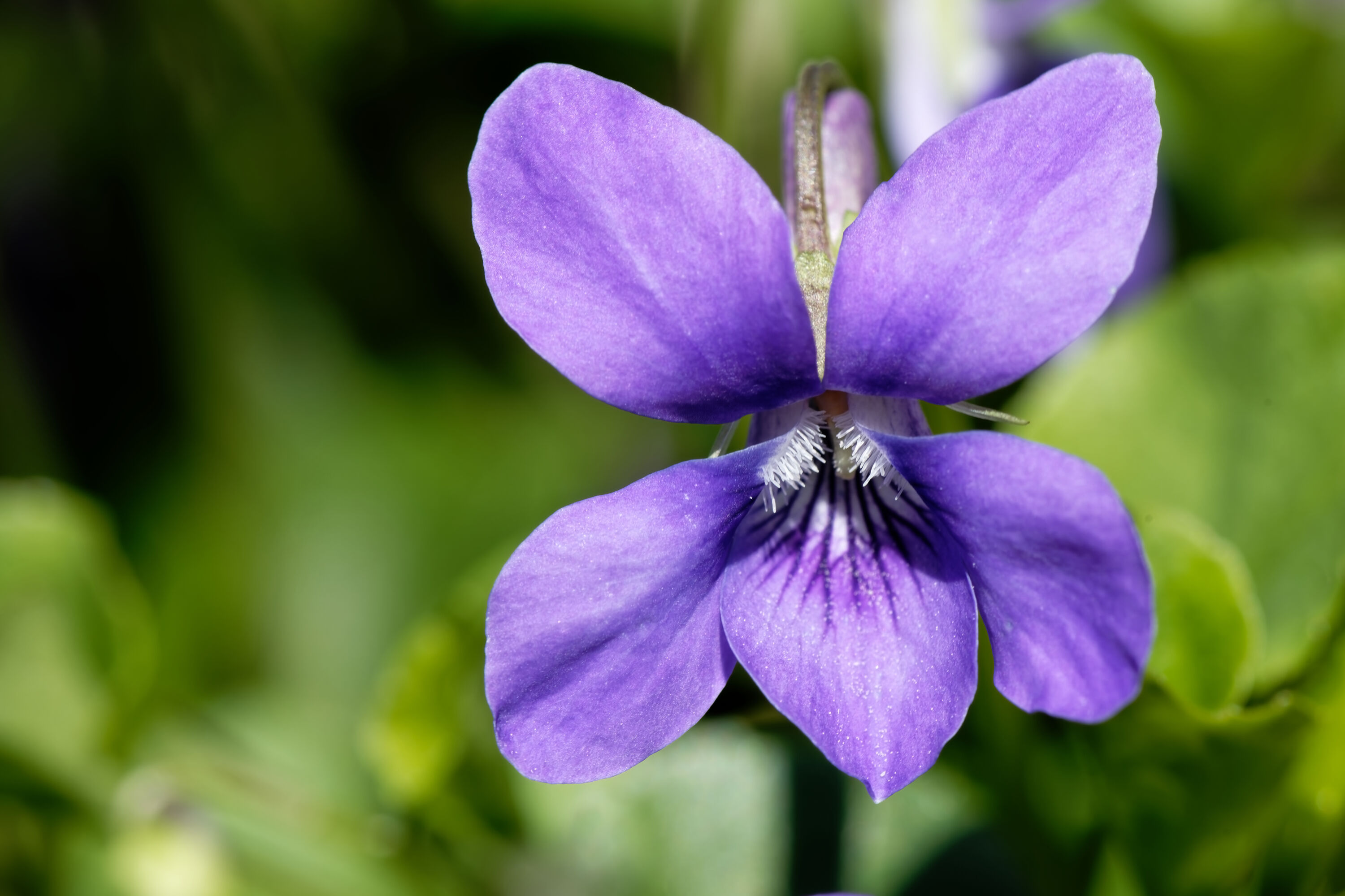 Le Jardin Retrouve Violette Kew vs History Parfums French Violet ...