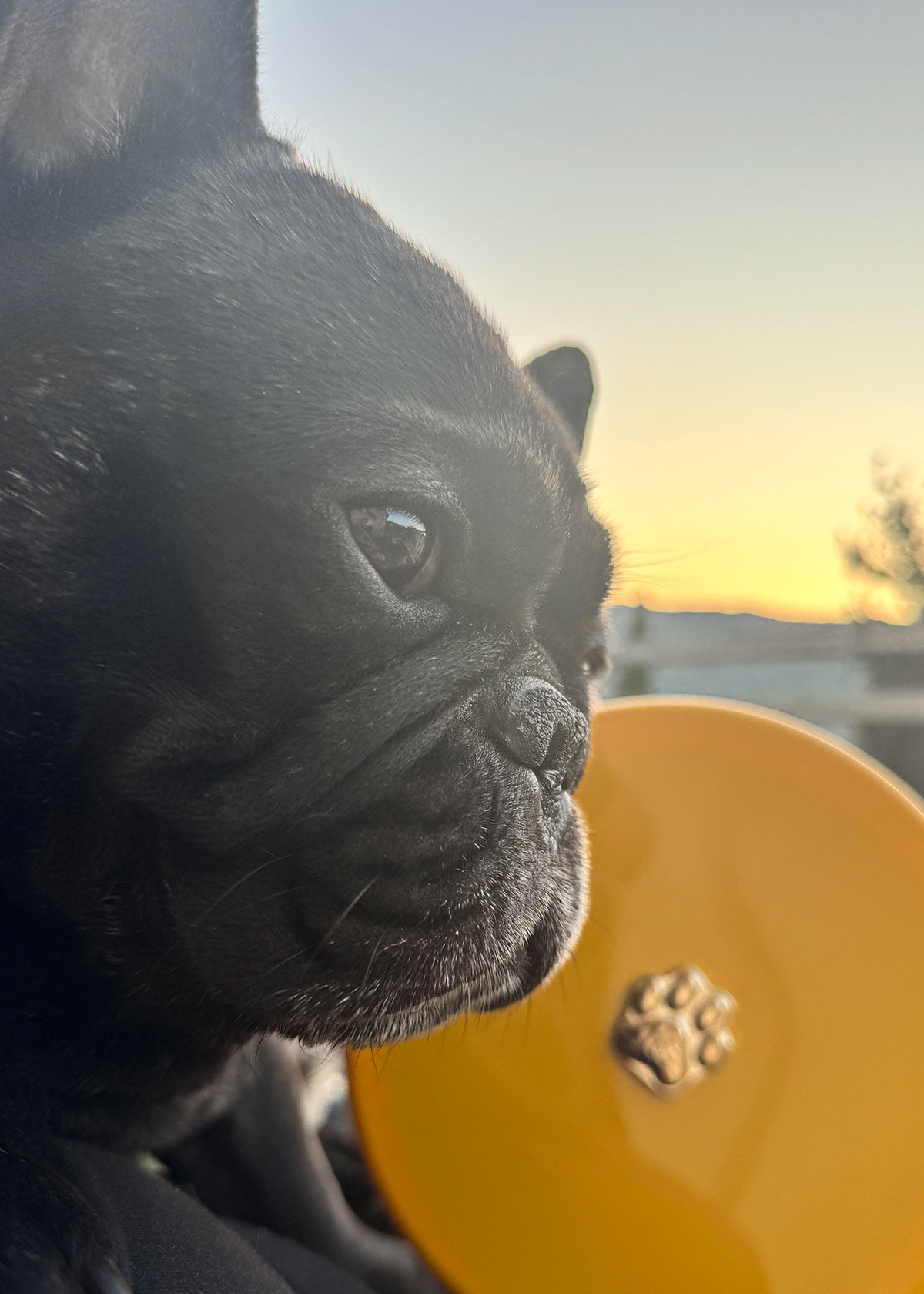 Dolce&Gabbana Fefé Review ~ Fragrance Reviews