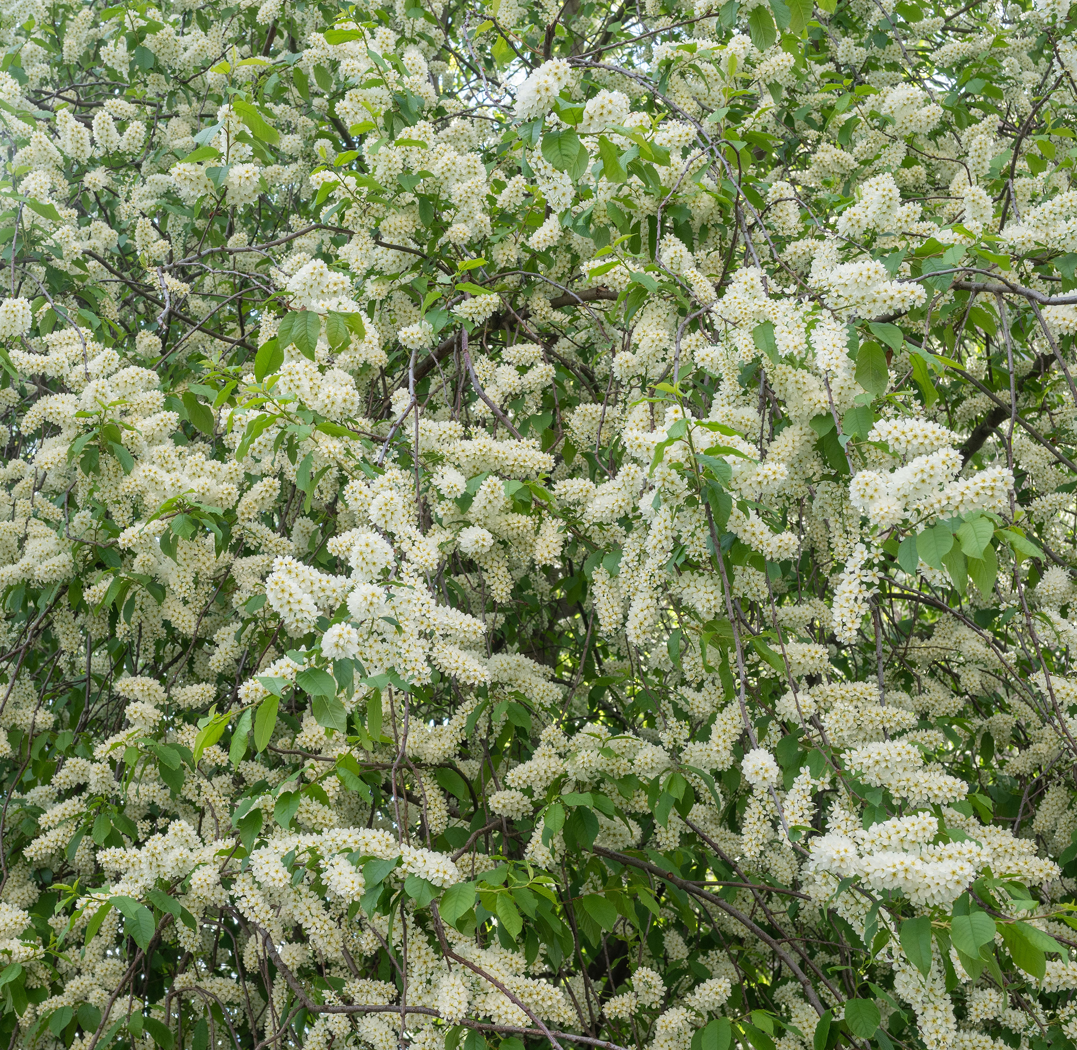 Bird Cherry, Acetophenone, and Tear Gas ~ Columns