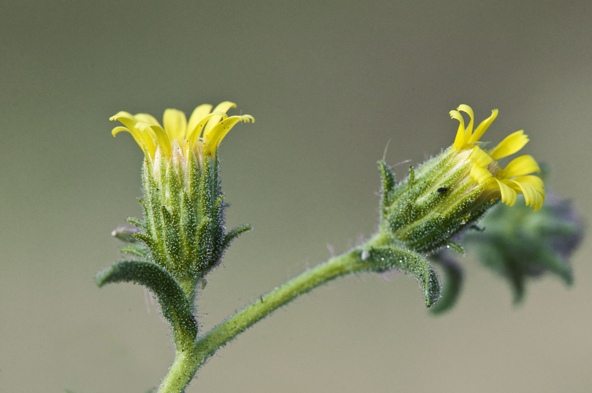 Mal-Aimé, The Perfume of Weeds ~ Fragrance Reviews