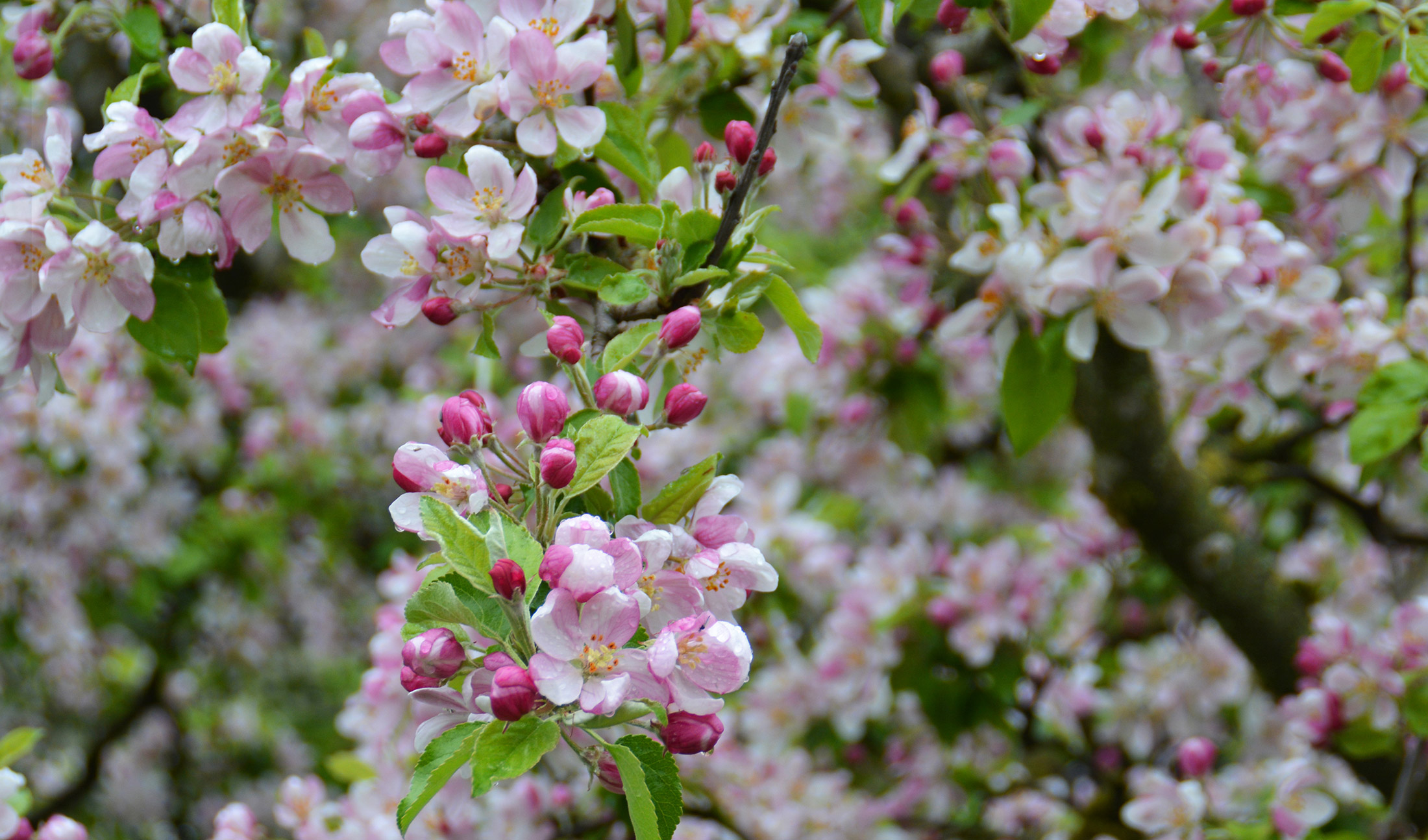 Green, Red, Sweet & Sour Apples in Perfumes ~ Raw Materials