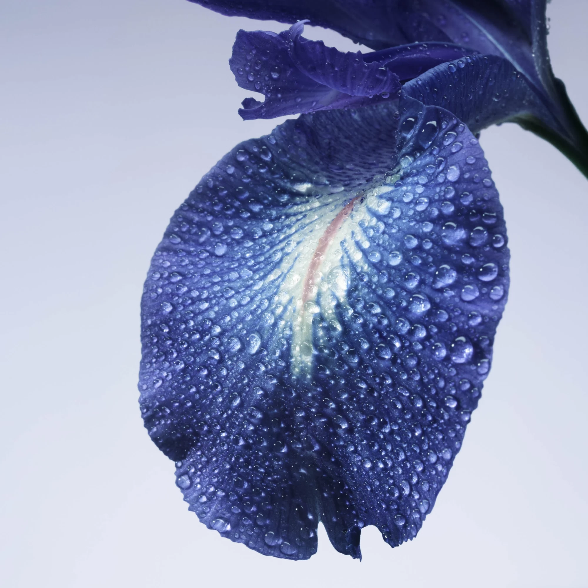 Iris Bleu by Giorgio Armani: The Scent of Early Spring ~ Fragrance Reviews