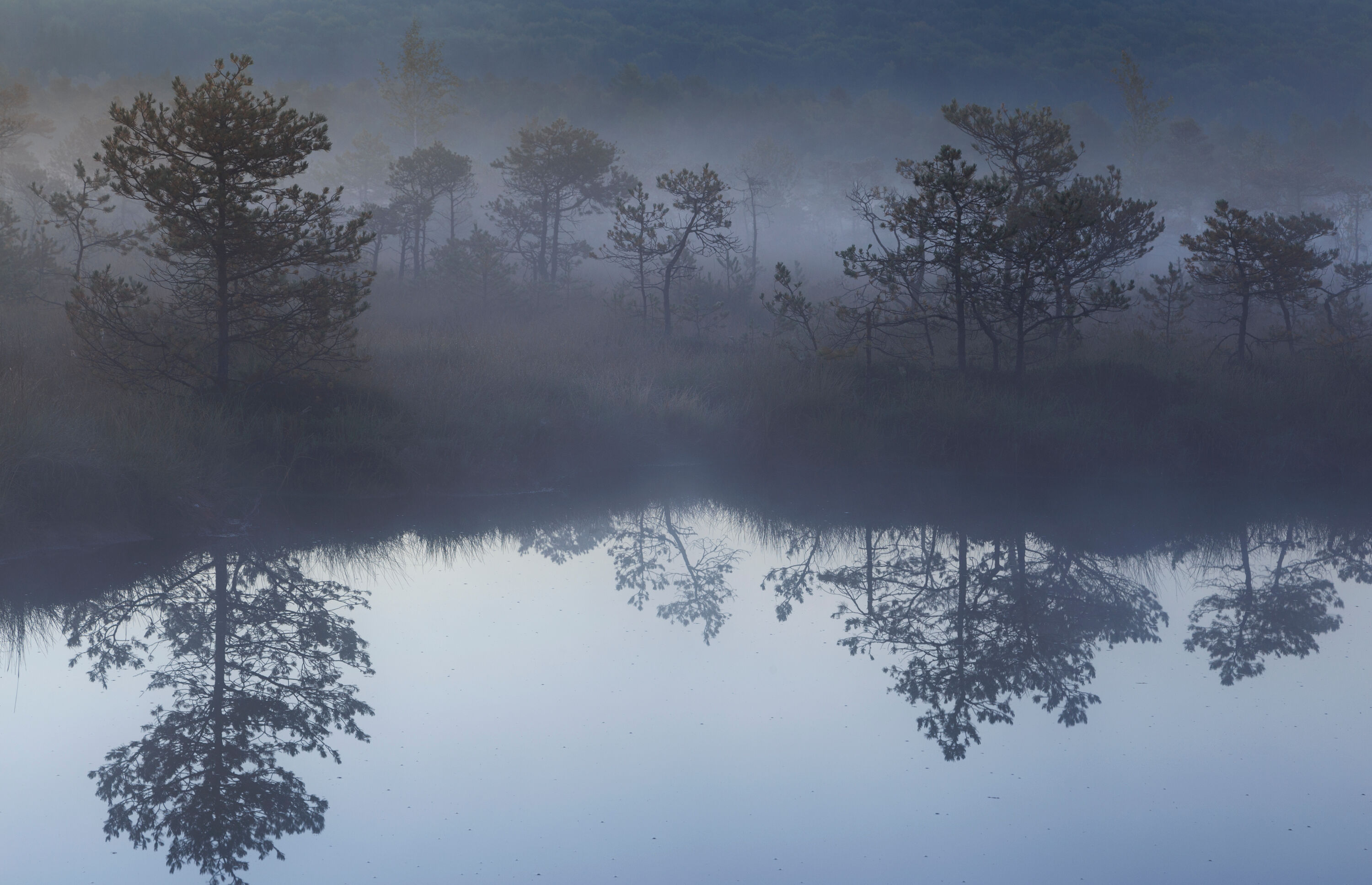 Memoir Man di Amouage: La Stella Chiamata Assenzio ~ Recensioni Editoriali