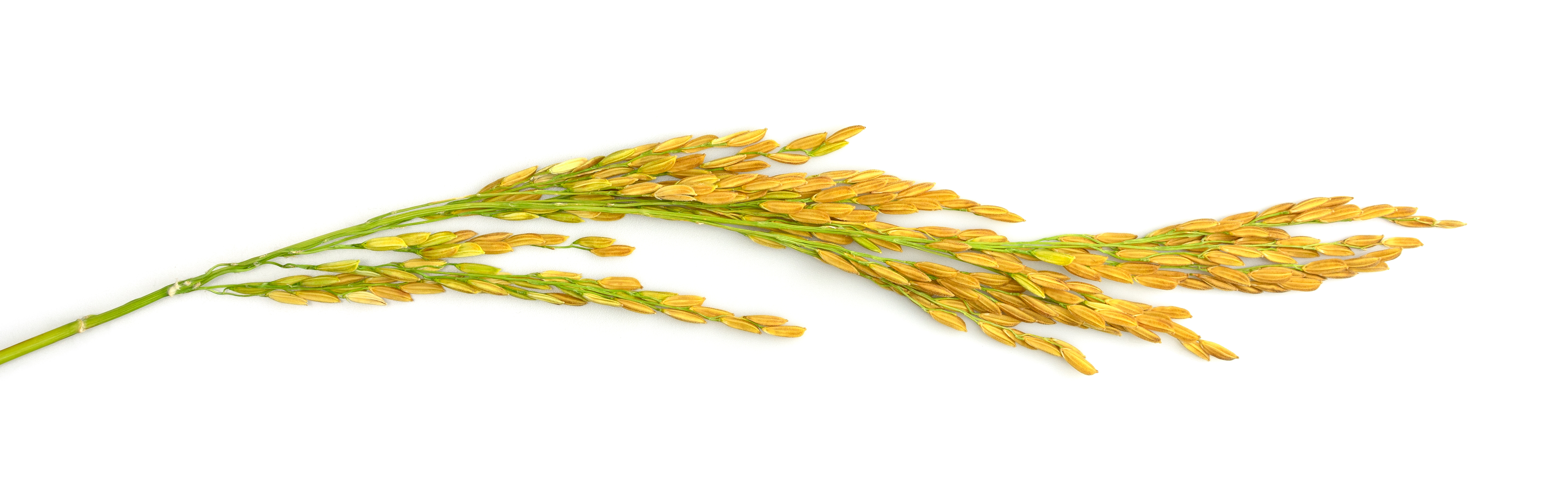 Rice Notes in Perfumes ~ Raw Materials