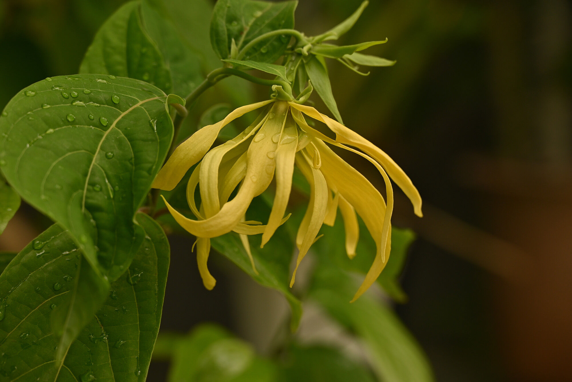 O, Wilderness: Ylang-Ylang in Perfume ~ Fragrance News