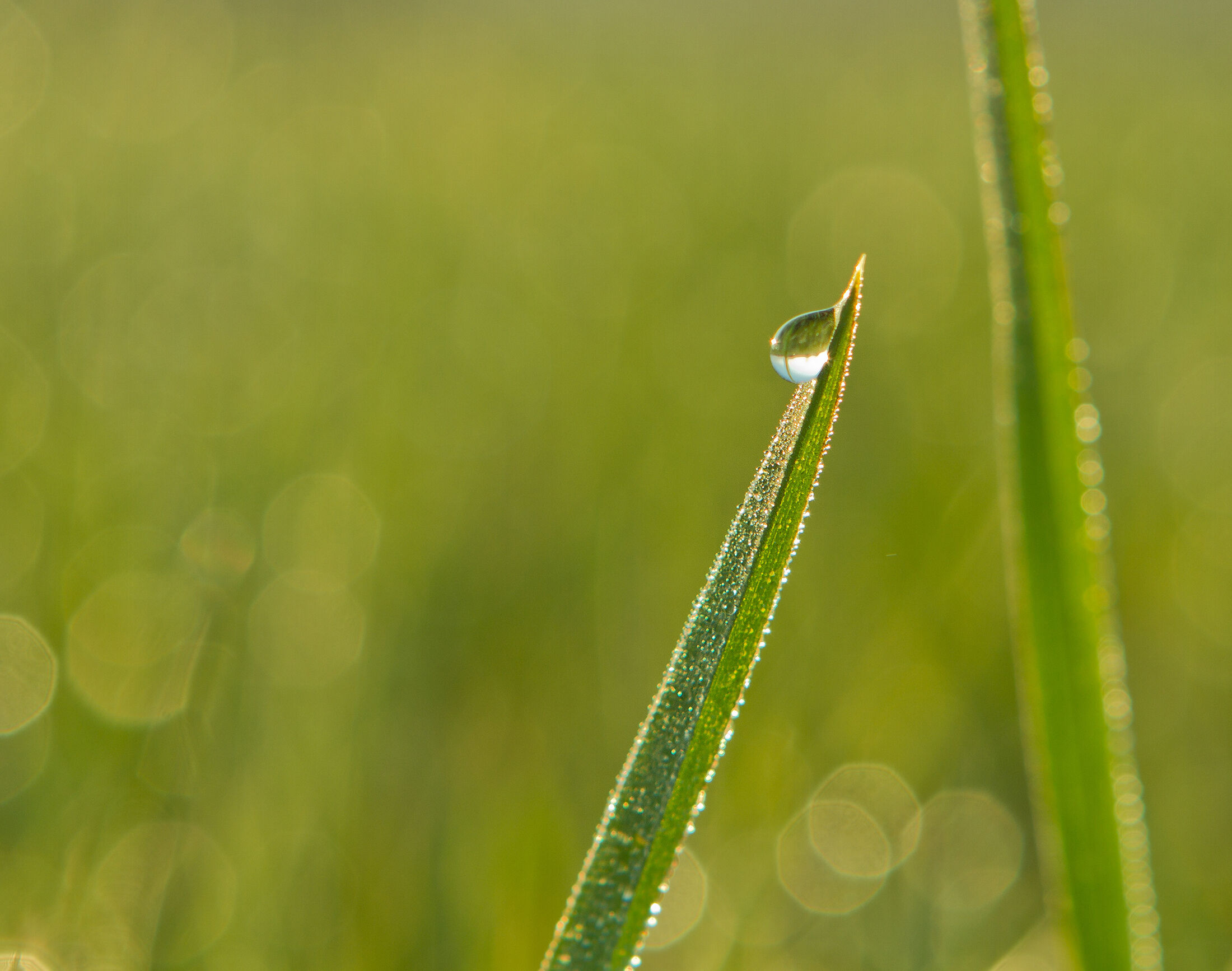 The Quiet, Slow Beauty of J-Scent: Peach, Rain, and Shaft of Light ...