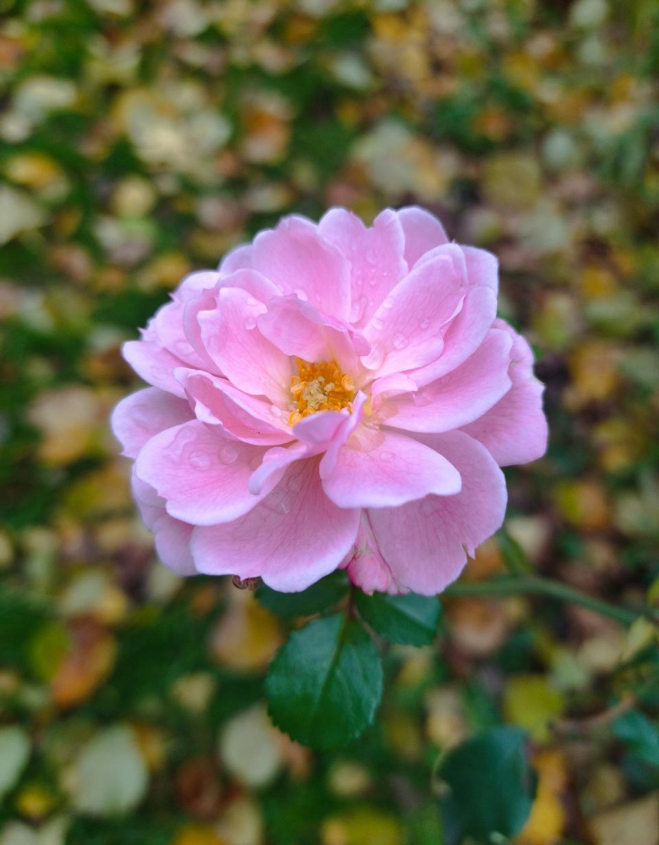 SANE WITCH'S LITTLE ROSE GARDEN: LUCE DI ROSA ACQUA DI PARMA ...
