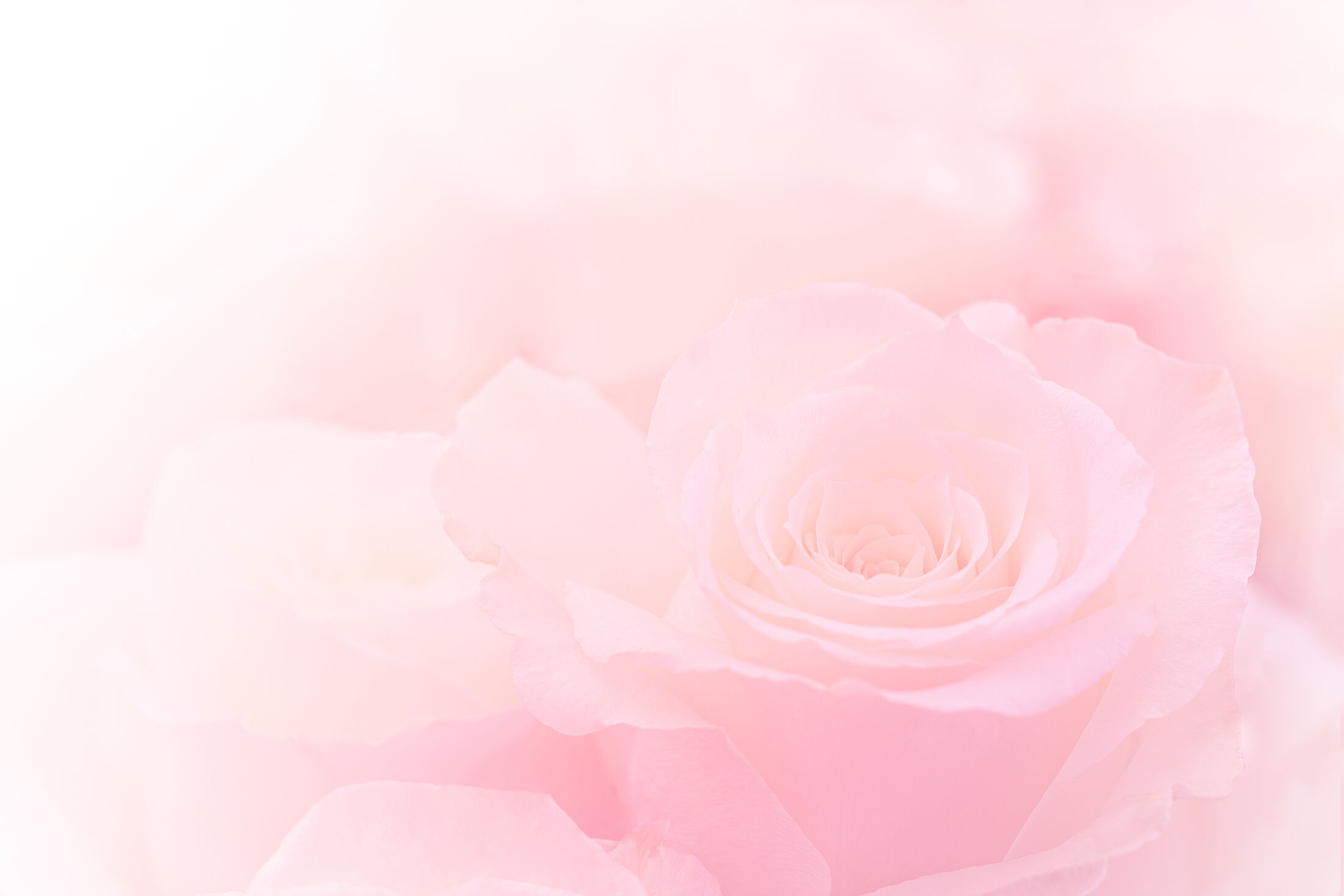 The Quiet, Slow Beauty of J-Scent: Peach, Rain, and Shaft of Light ...