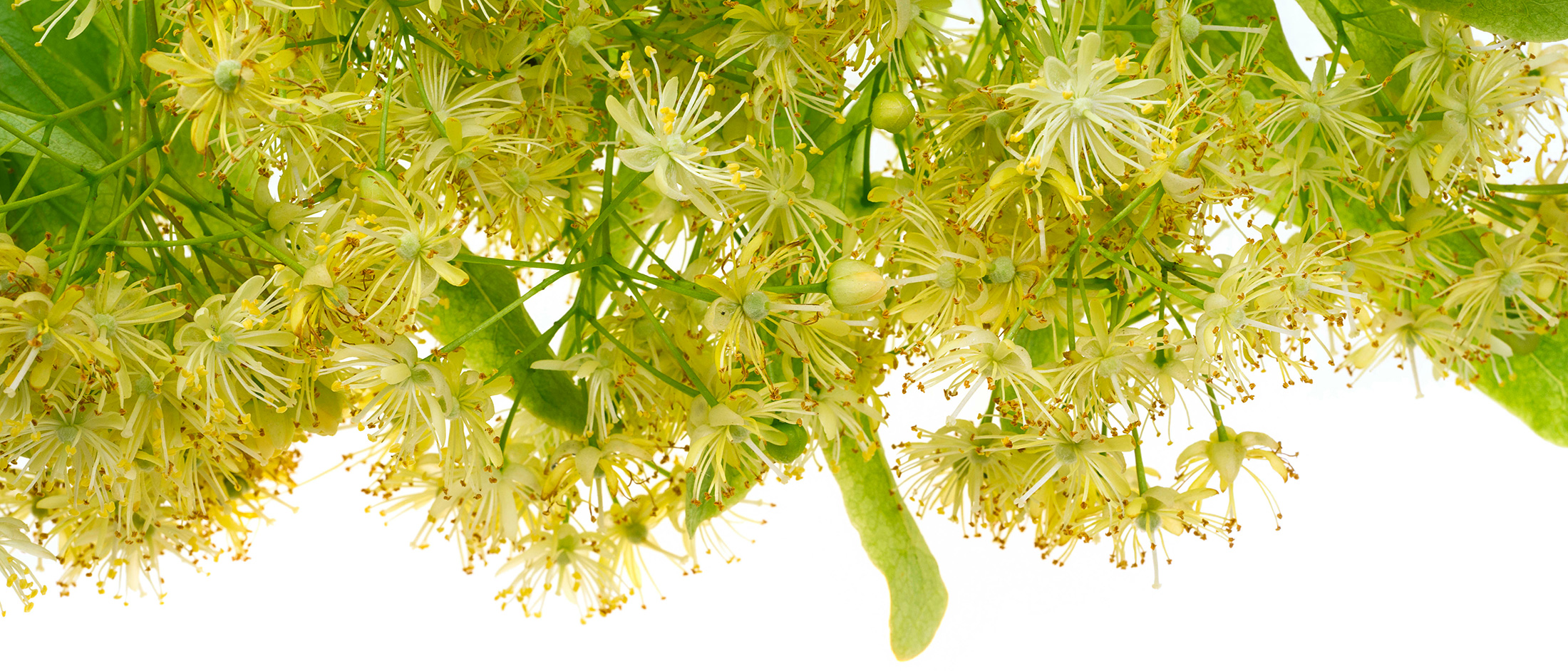 Highgrove Bouquet: A Most English Garden & A Return to The Roots ...