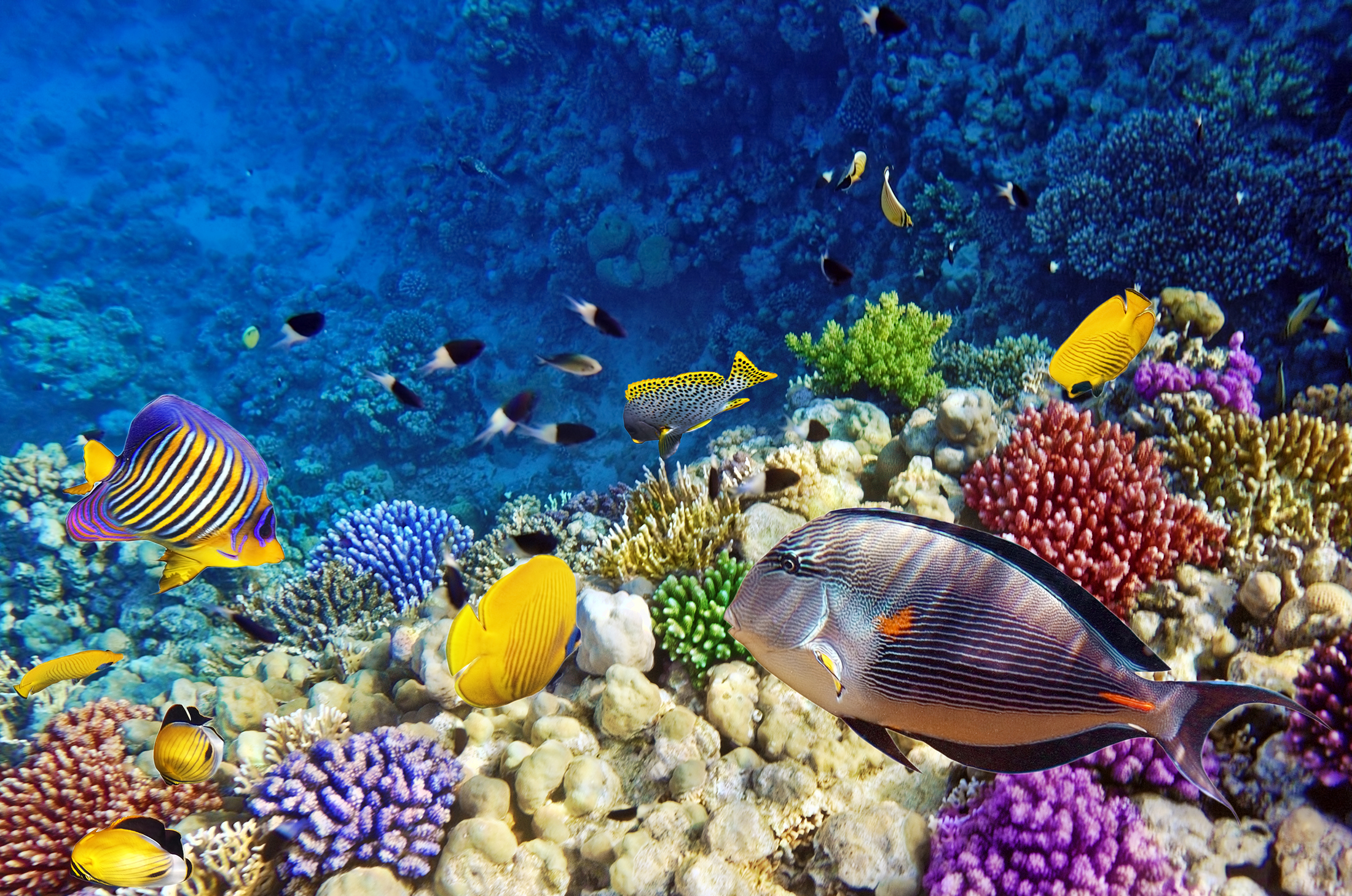 Hermès İmzalı Un Jardin Sous la Mer Neden Asla Bir Jardin Olmamalıydı ...
