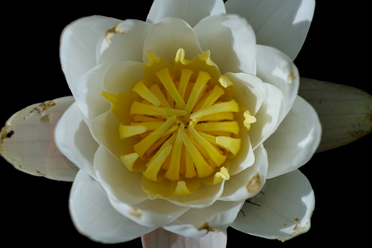 Lethe Ulrich Lang: Waters of Oblivion ~ Fragrance Reviews