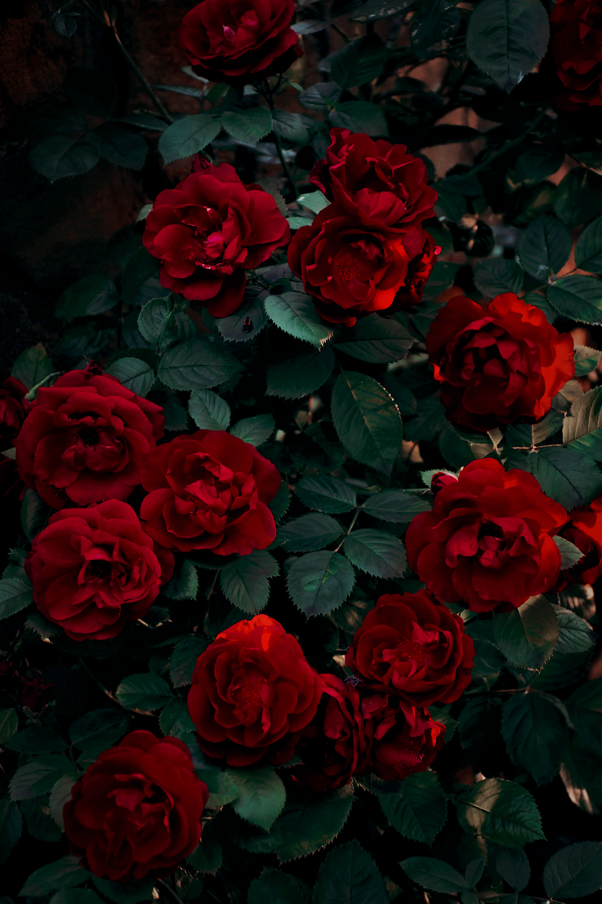 Sane Witch’s Little Rose Garden: A Special Prize Goes To… Damask Haus ...