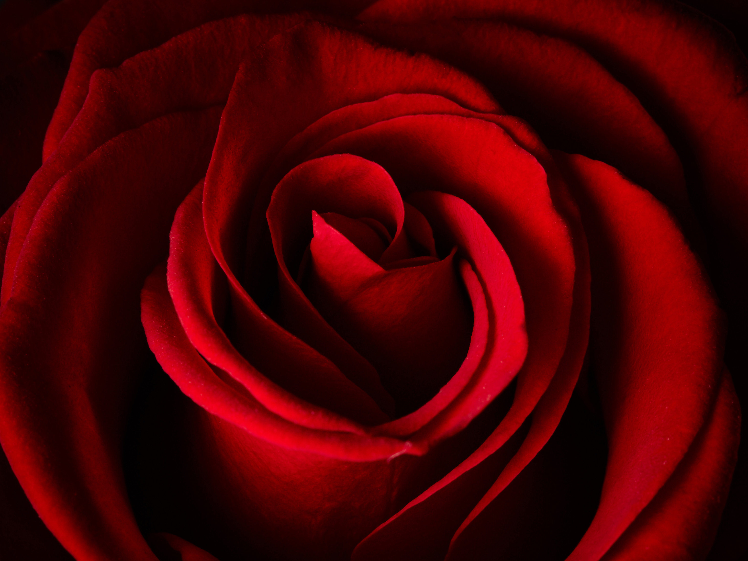 Sane Witch’s Little Rose Garden: A Special Prize Goes To… Damask Haus ...