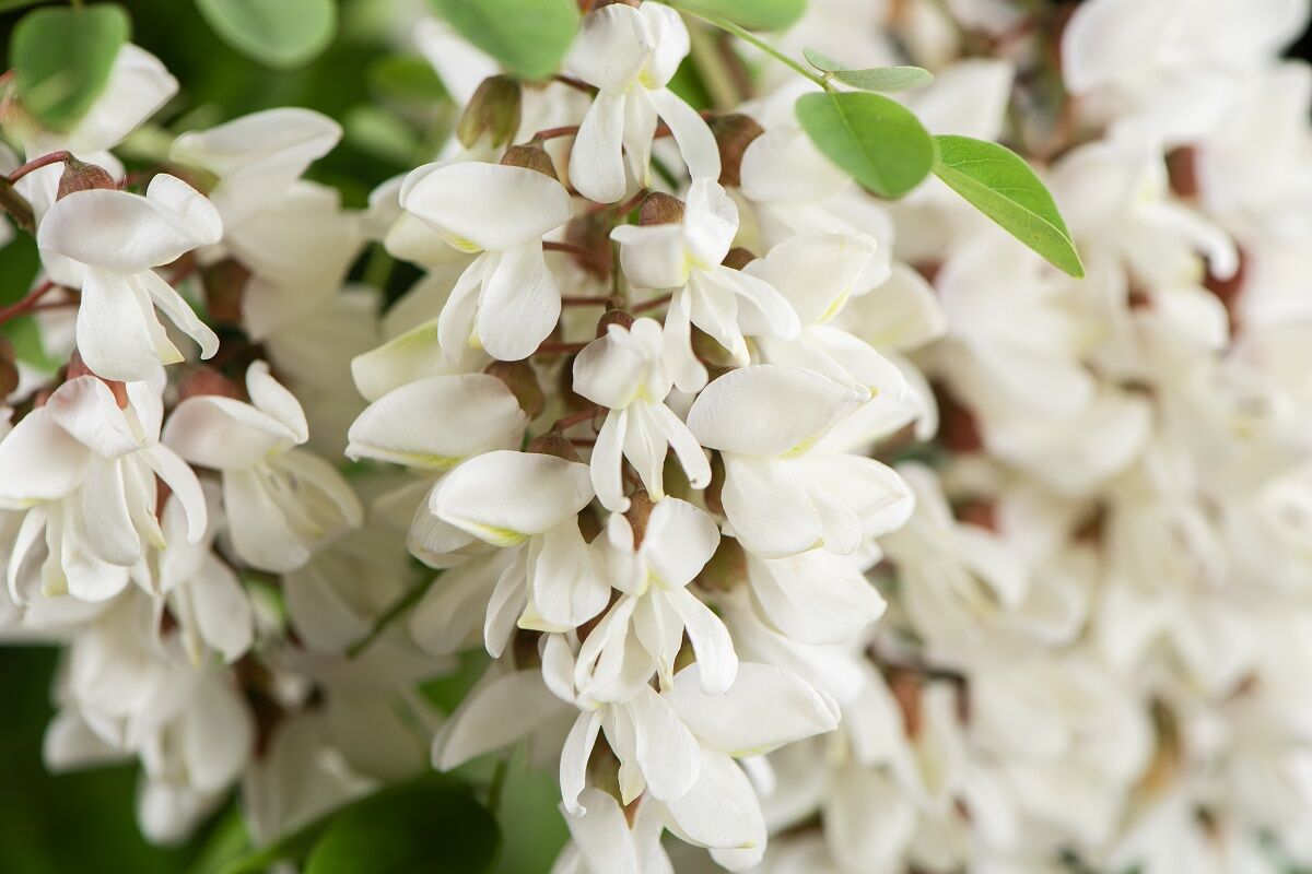 Arkano Delle Stelle by V Canto: Blossoms of Fragrant Acacia ~ Fragrance ...